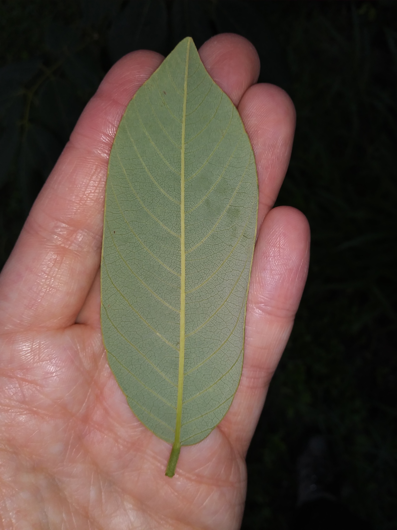 Piscidia piscipula - KnowYourWeeds