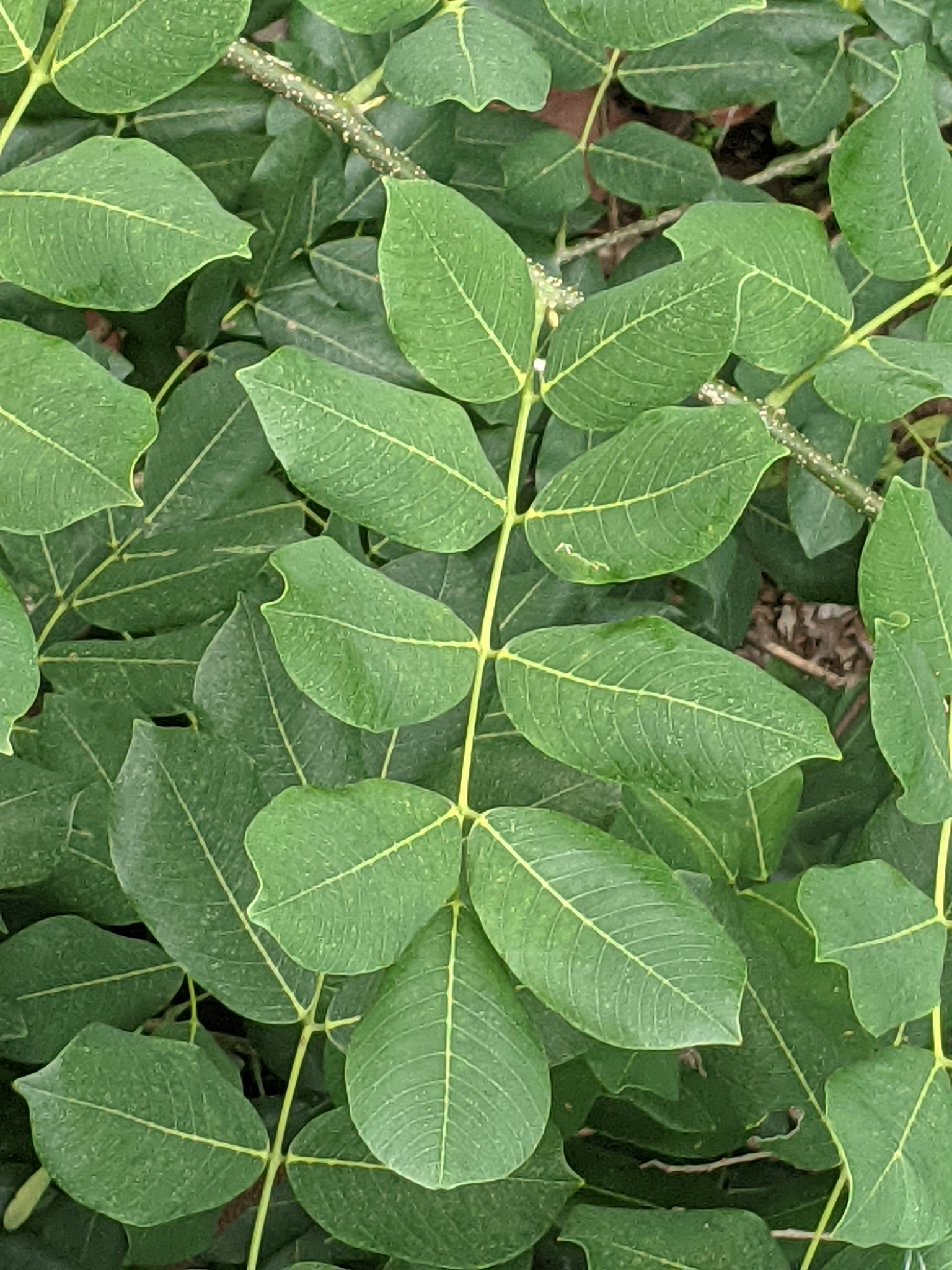 Piscidia piscipula - KnowYourWeeds