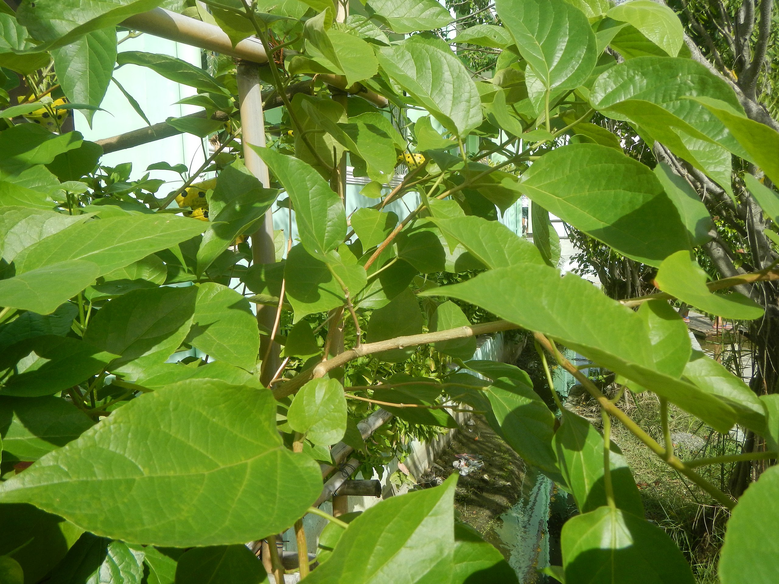 Premna odorata - KnowYourWeeds