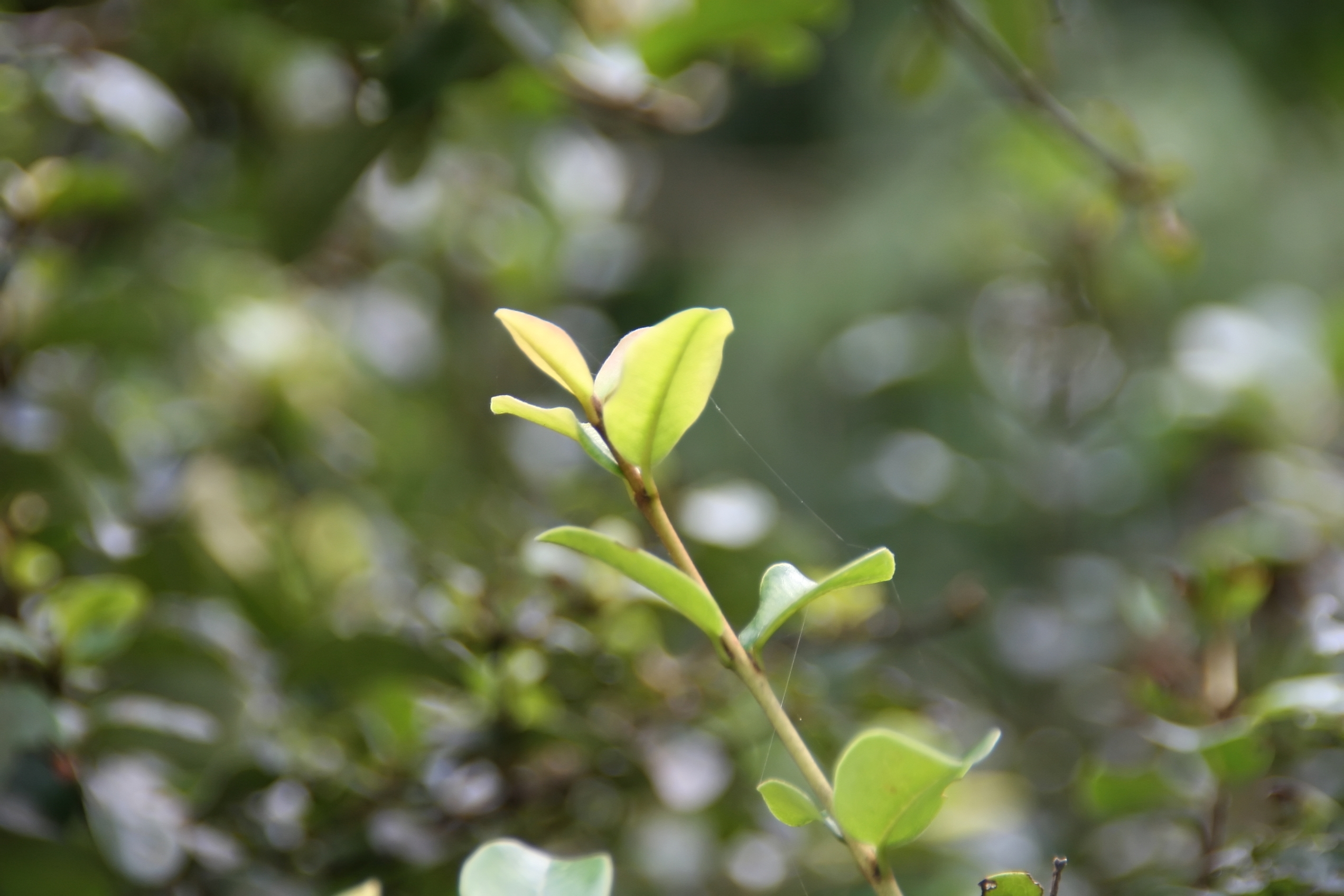 Eugenia umbellulifera - KnowYourWeeds