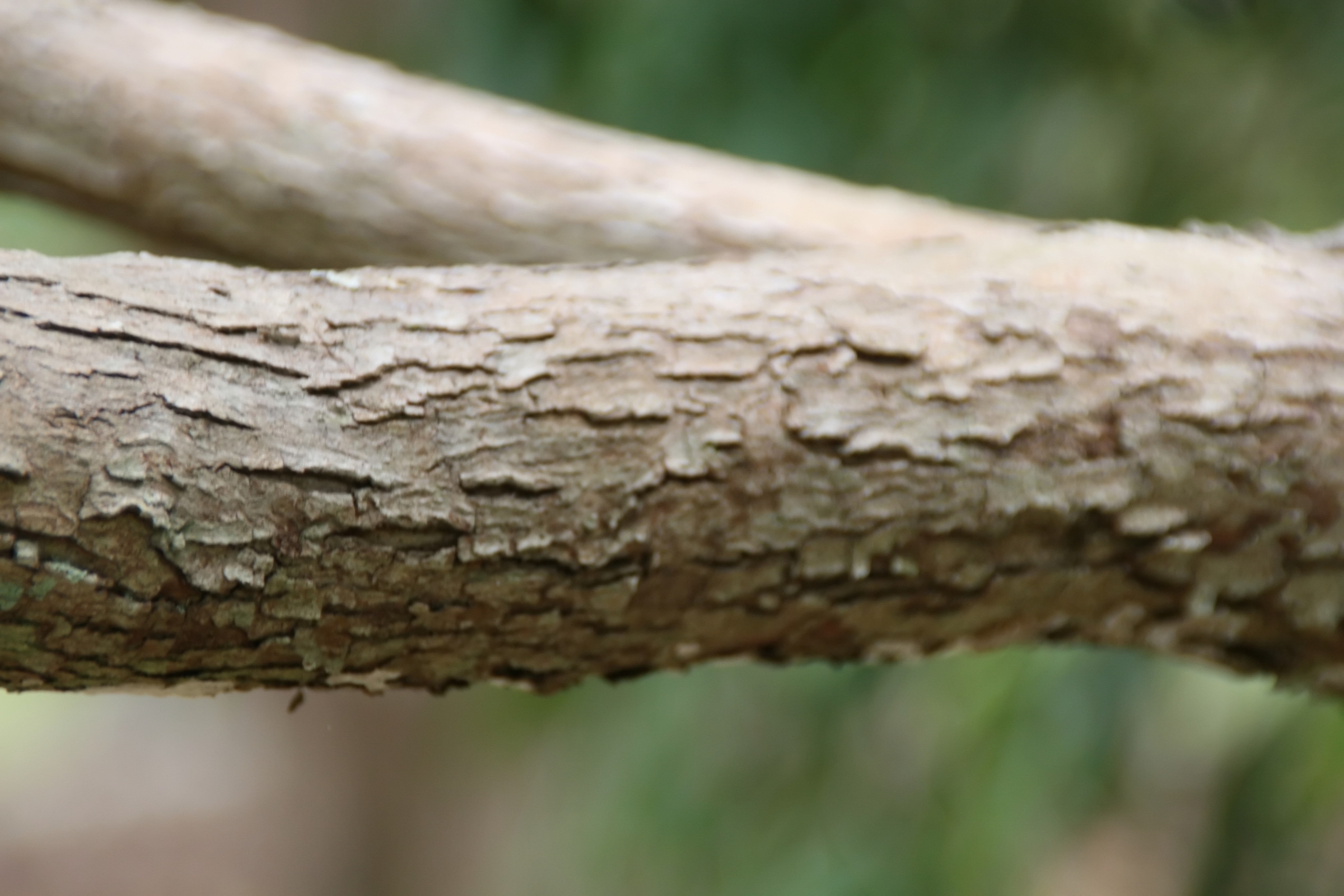 Eugenia umbellulifera - KnowYourWeeds