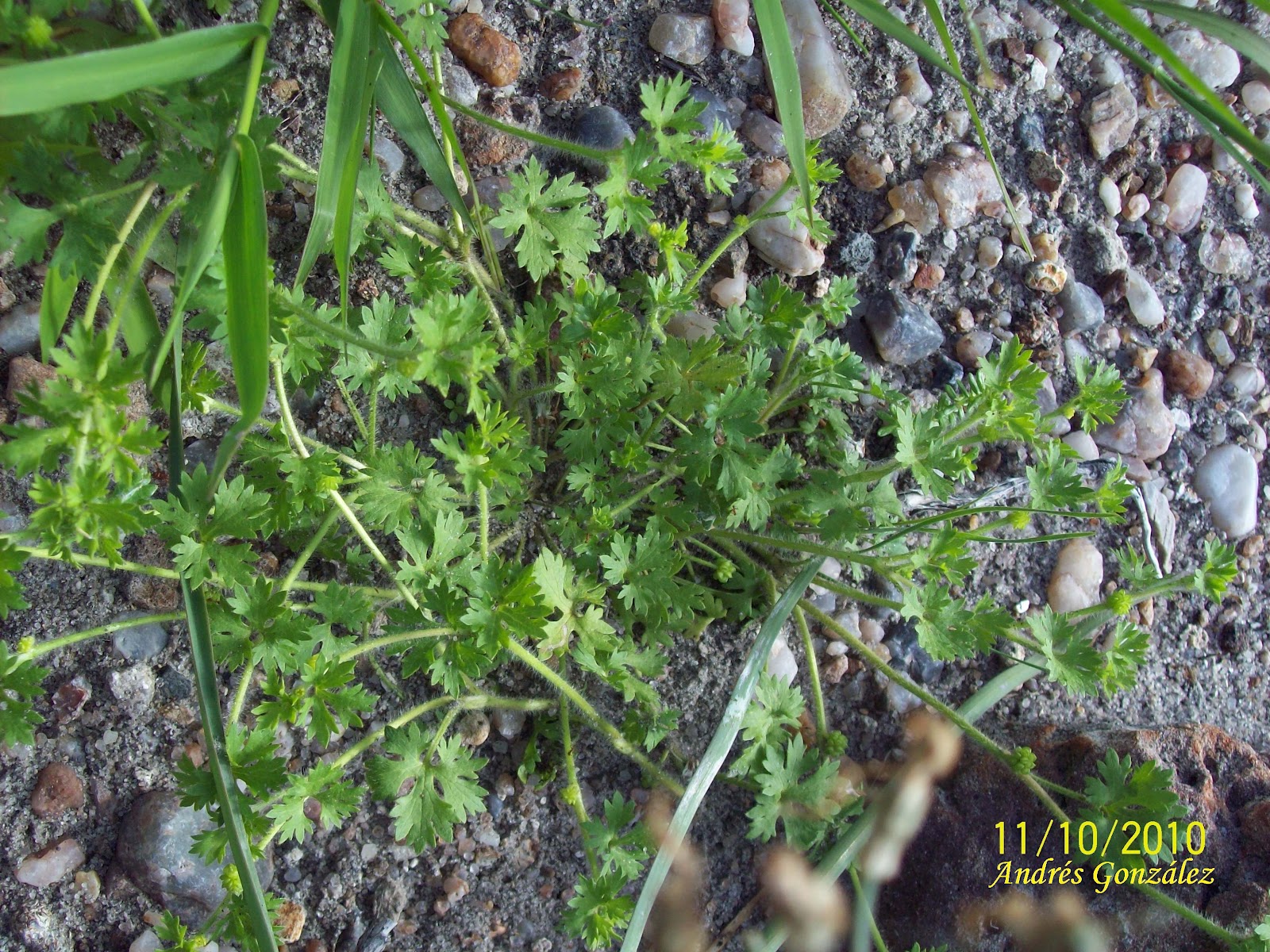 Ranunculus platensis - KnowYourWeeds