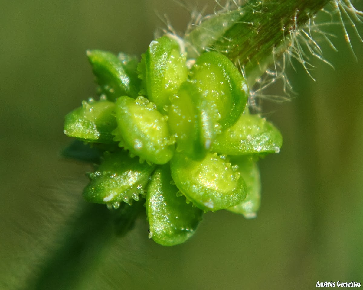 Ranunculus platensis - KnowYourWeeds