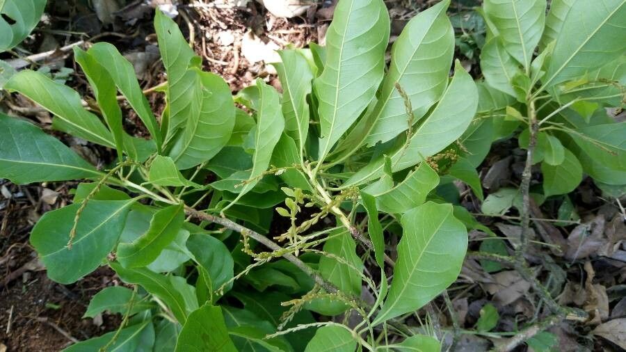 Terminalia oblonga - KnowYourWeeds