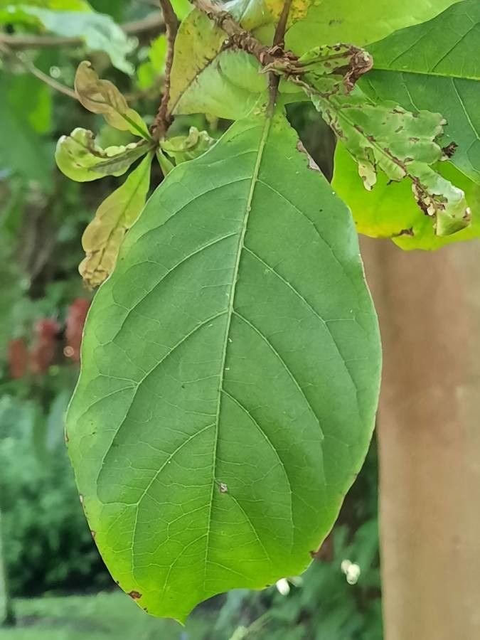 Terminalia oblonga - KnowYourWeeds