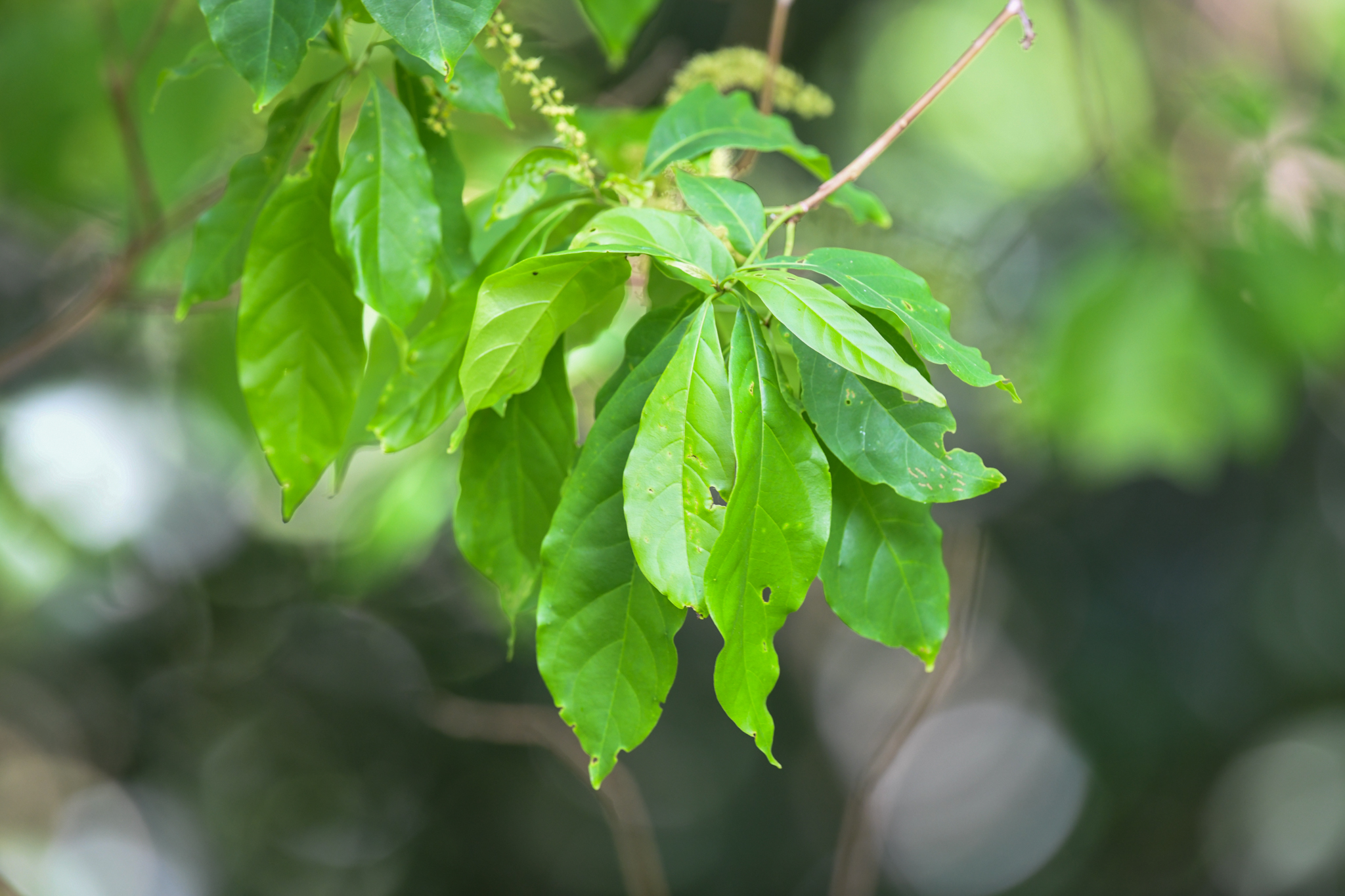 Terminalia oblonga - KnowYourWeeds
