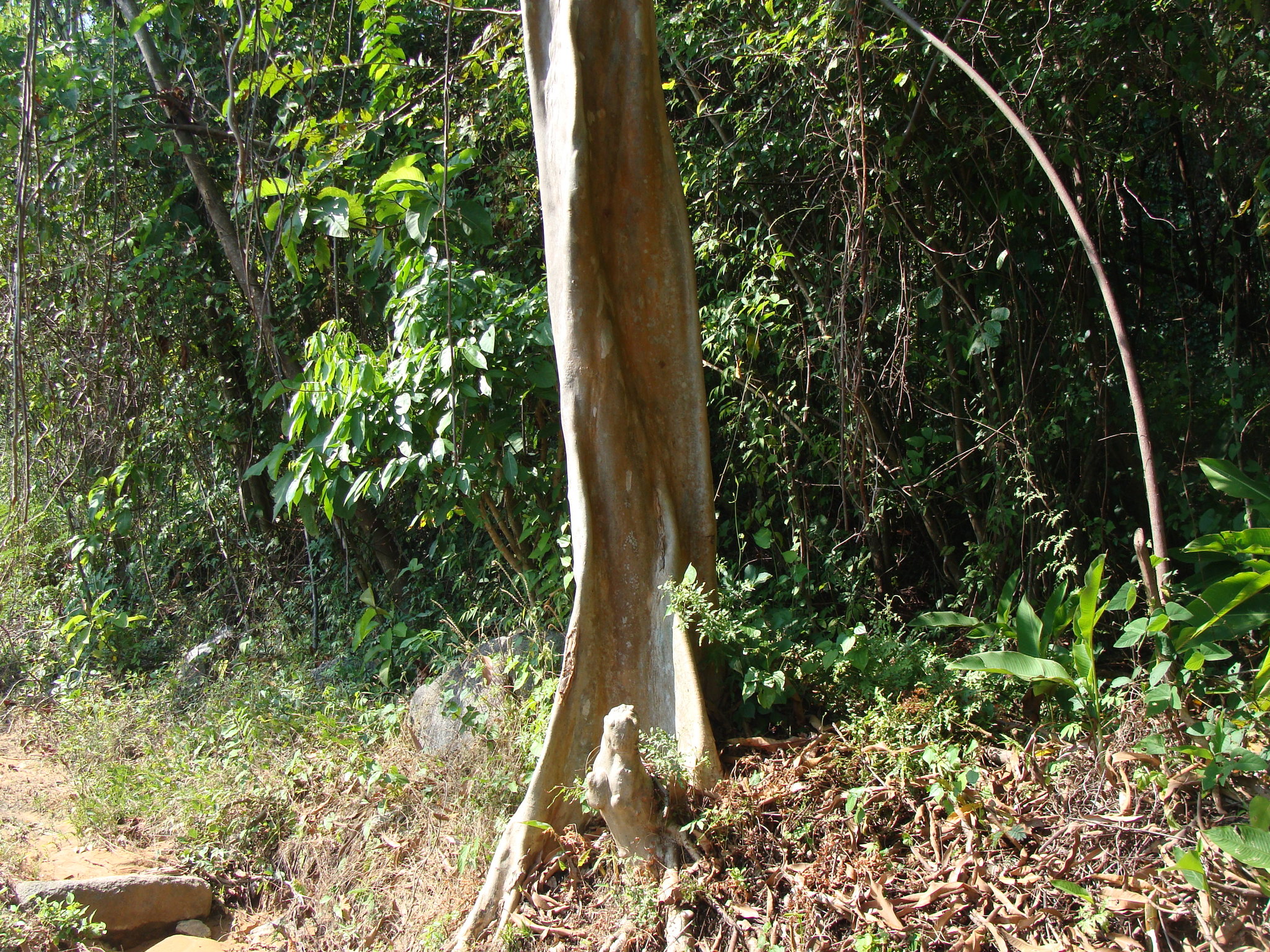Terminalia oblonga - KnowYourWeeds
