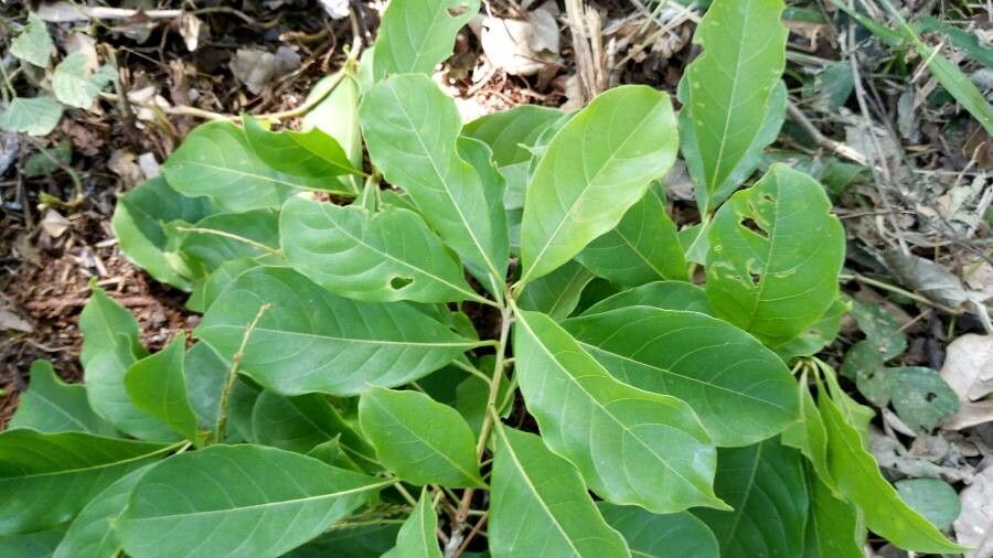 Terminalia oblonga - KnowYourWeeds