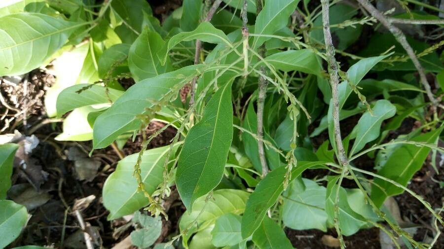 Terminalia oblonga - KnowYourWeeds