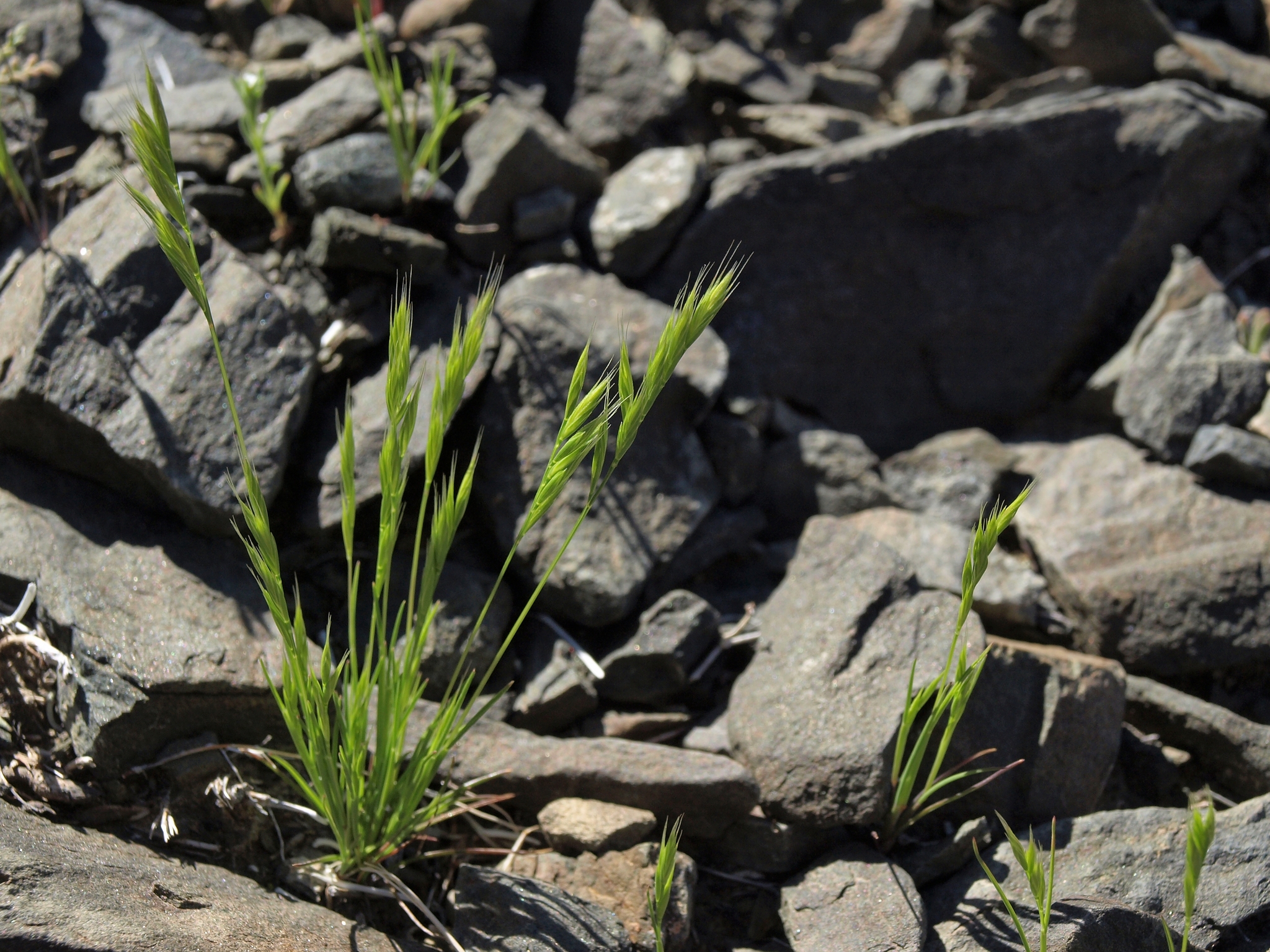 Festuca microstachys - KnowYourWeeds