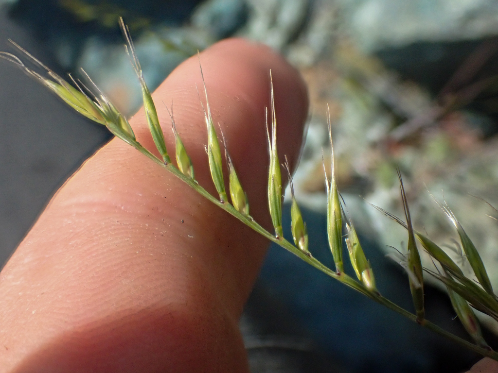 Festuca microstachys - KnowYourWeeds