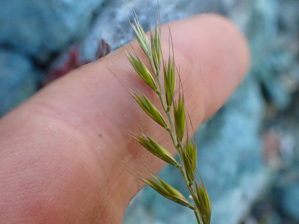 Festuca microstachys - KnowYourWeeds