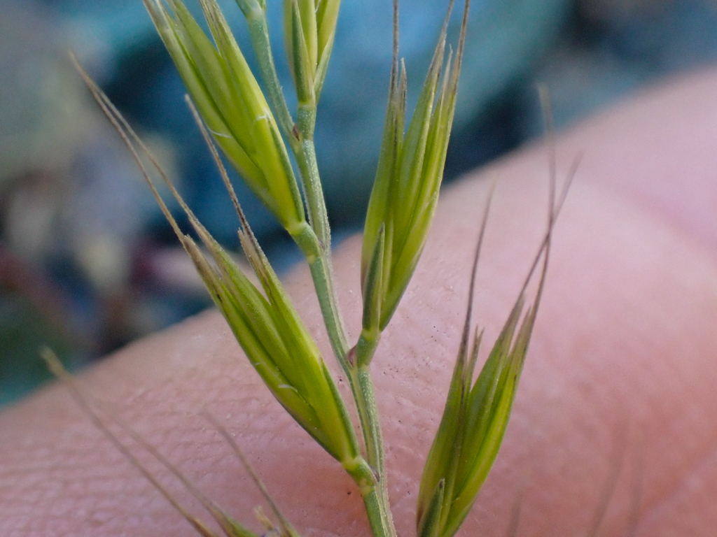 Festuca microstachys - KnowYourWeeds