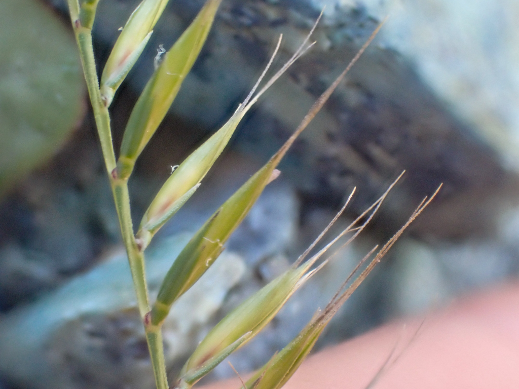 Festuca microstachys - KnowYourWeeds