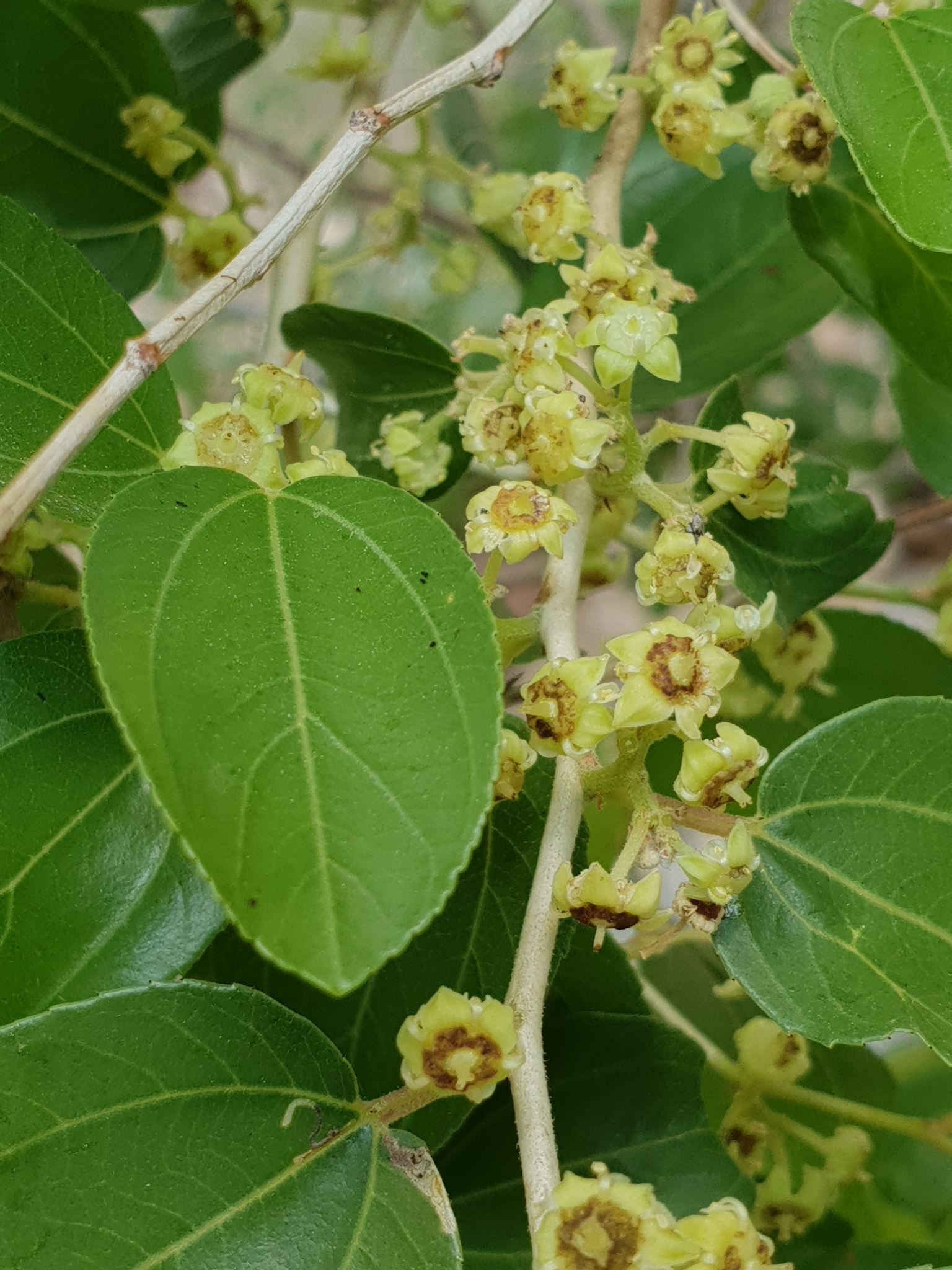 Ziziphus spina-christi - KnowYourWeeds