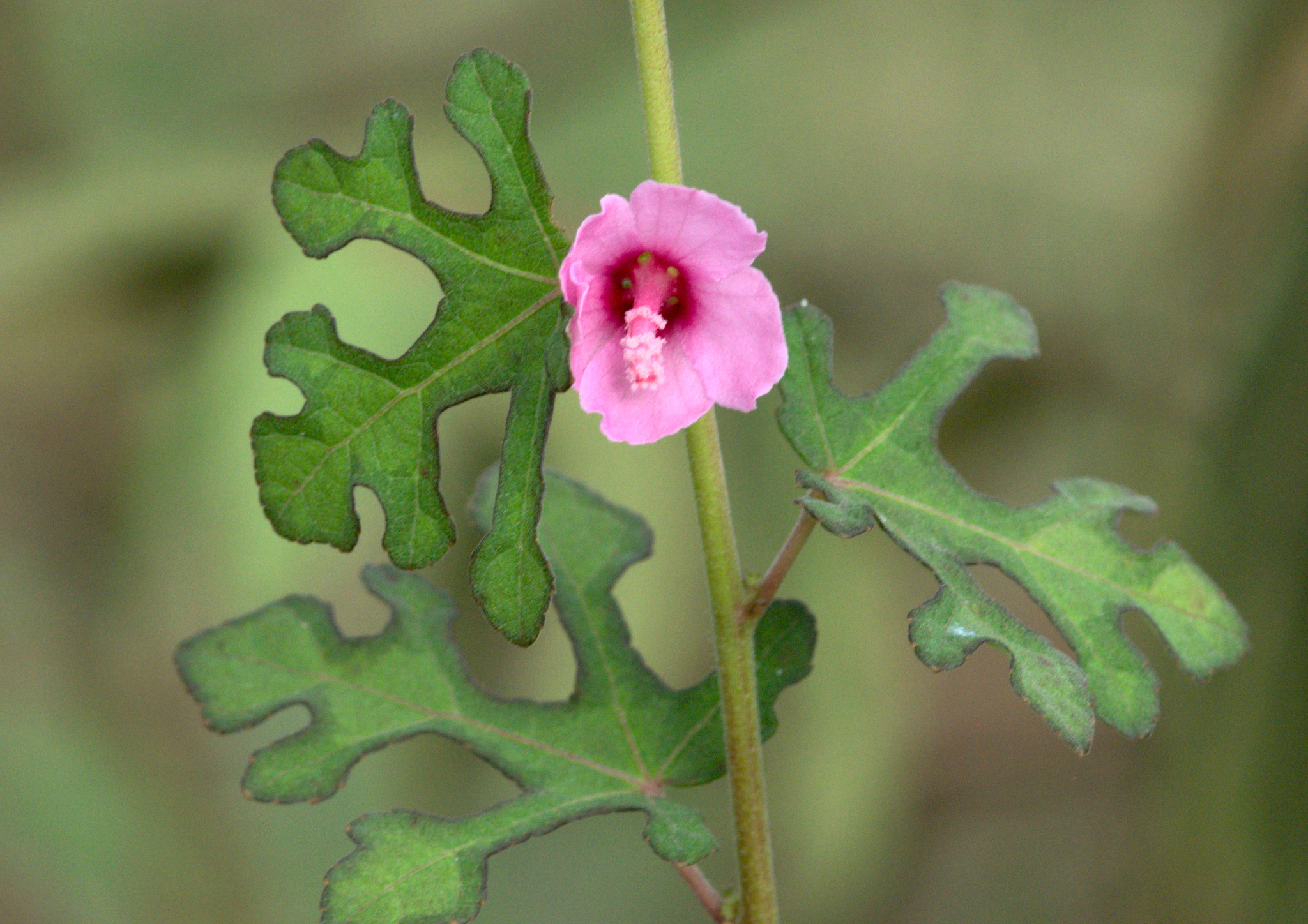 Urena sinuata - KnowYourWeeds