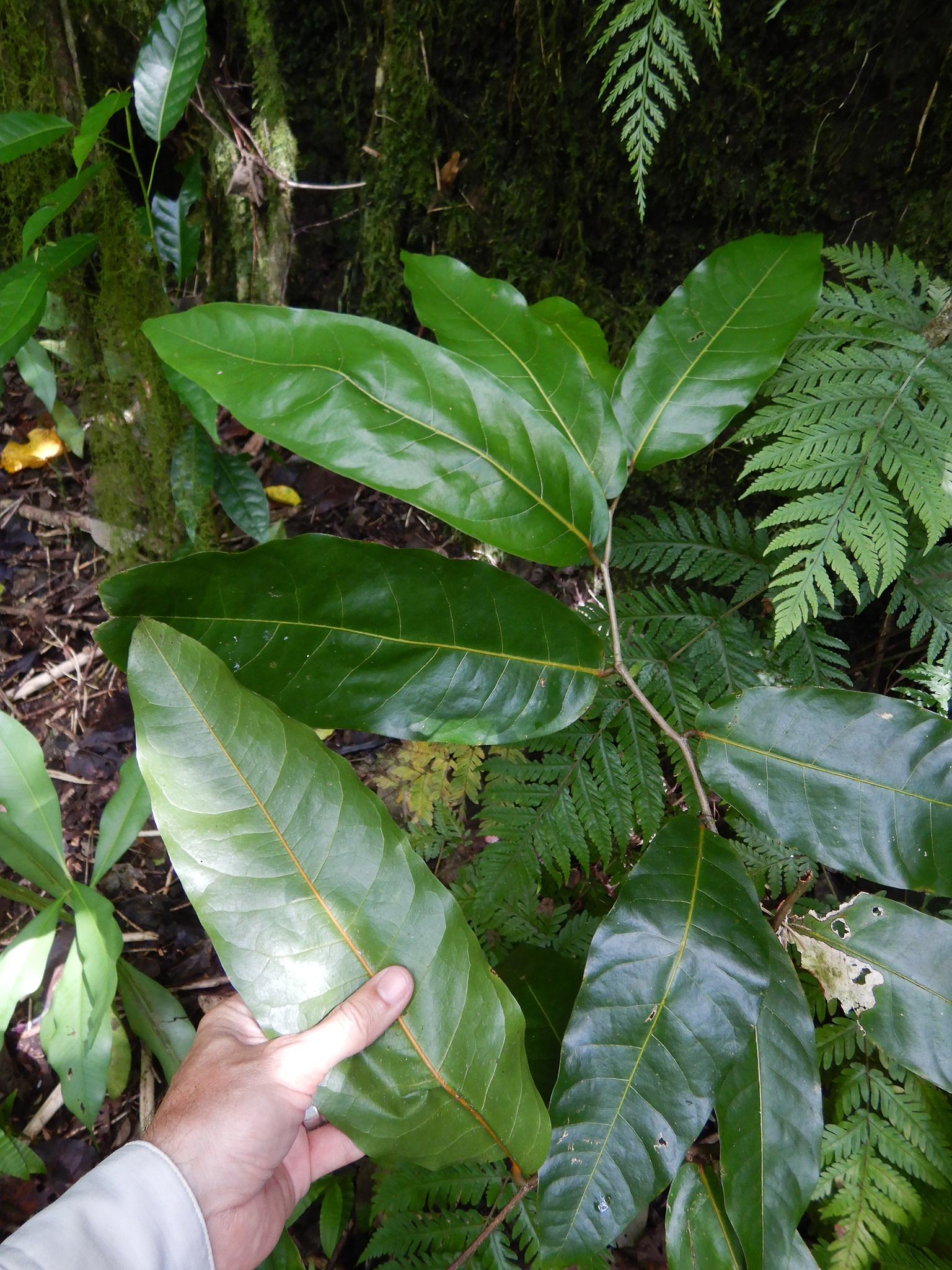 Inocarpus fagifer - KnowYourWeeds