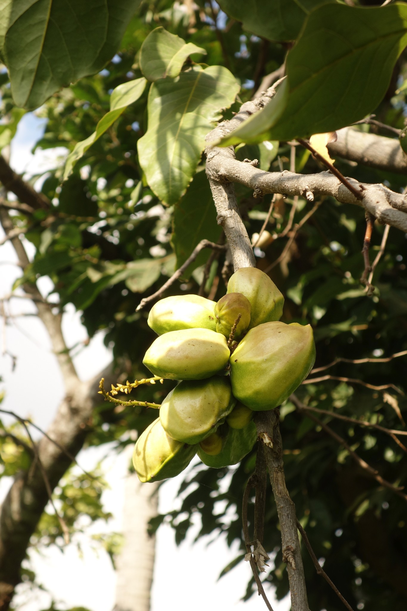 Inocarpus fagifer - KnowYourWeeds