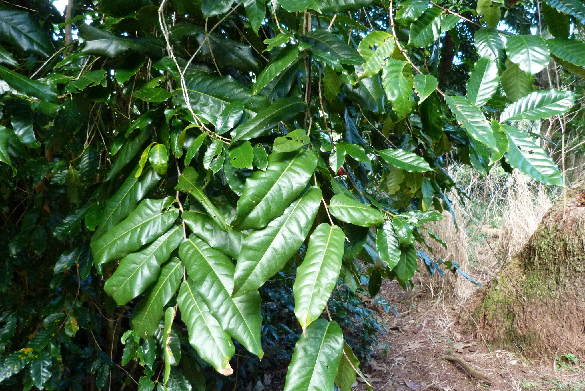 Inocarpus fagifer - KnowYourWeeds