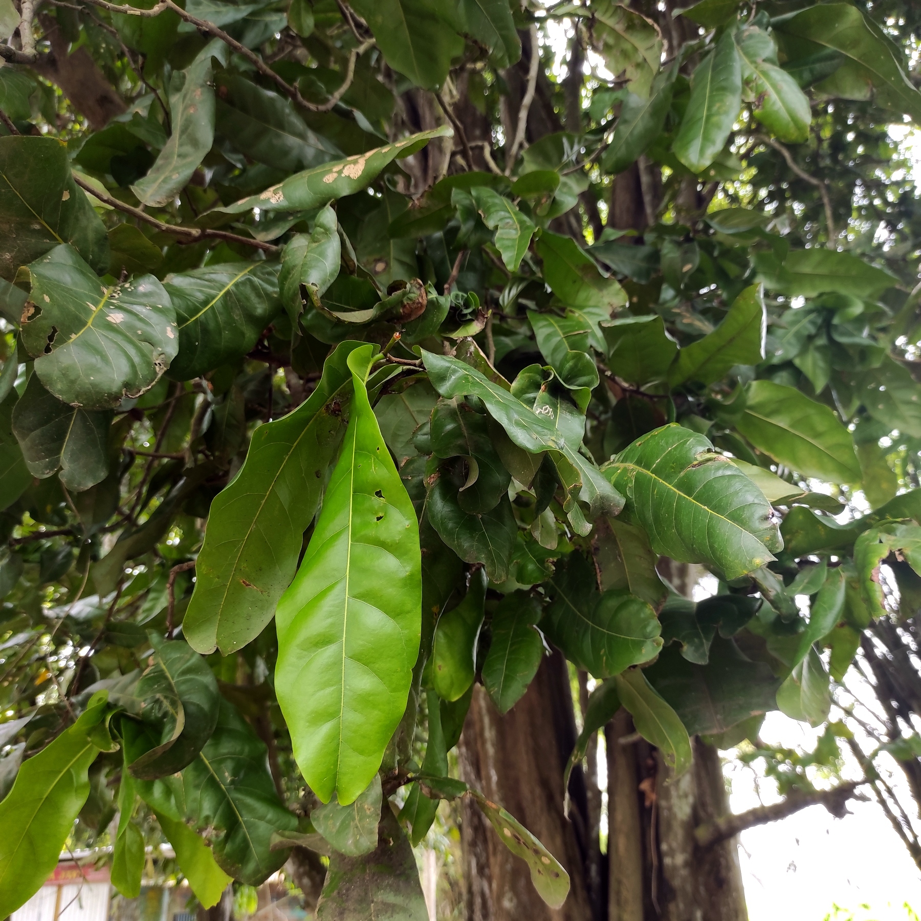 Inocarpus fagifer - KnowYourWeeds