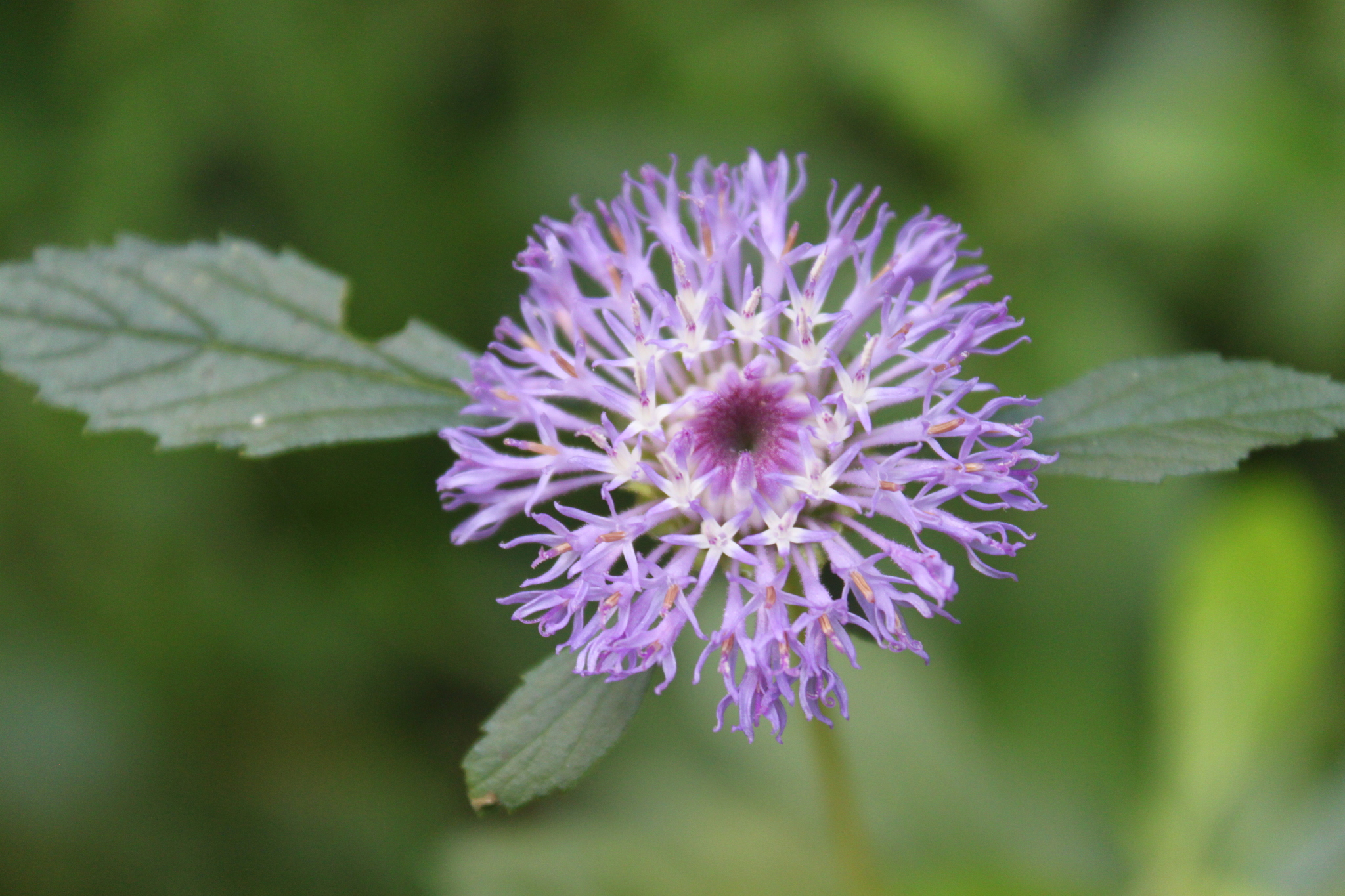 Centratherum punctatum - KnowYourWeeds