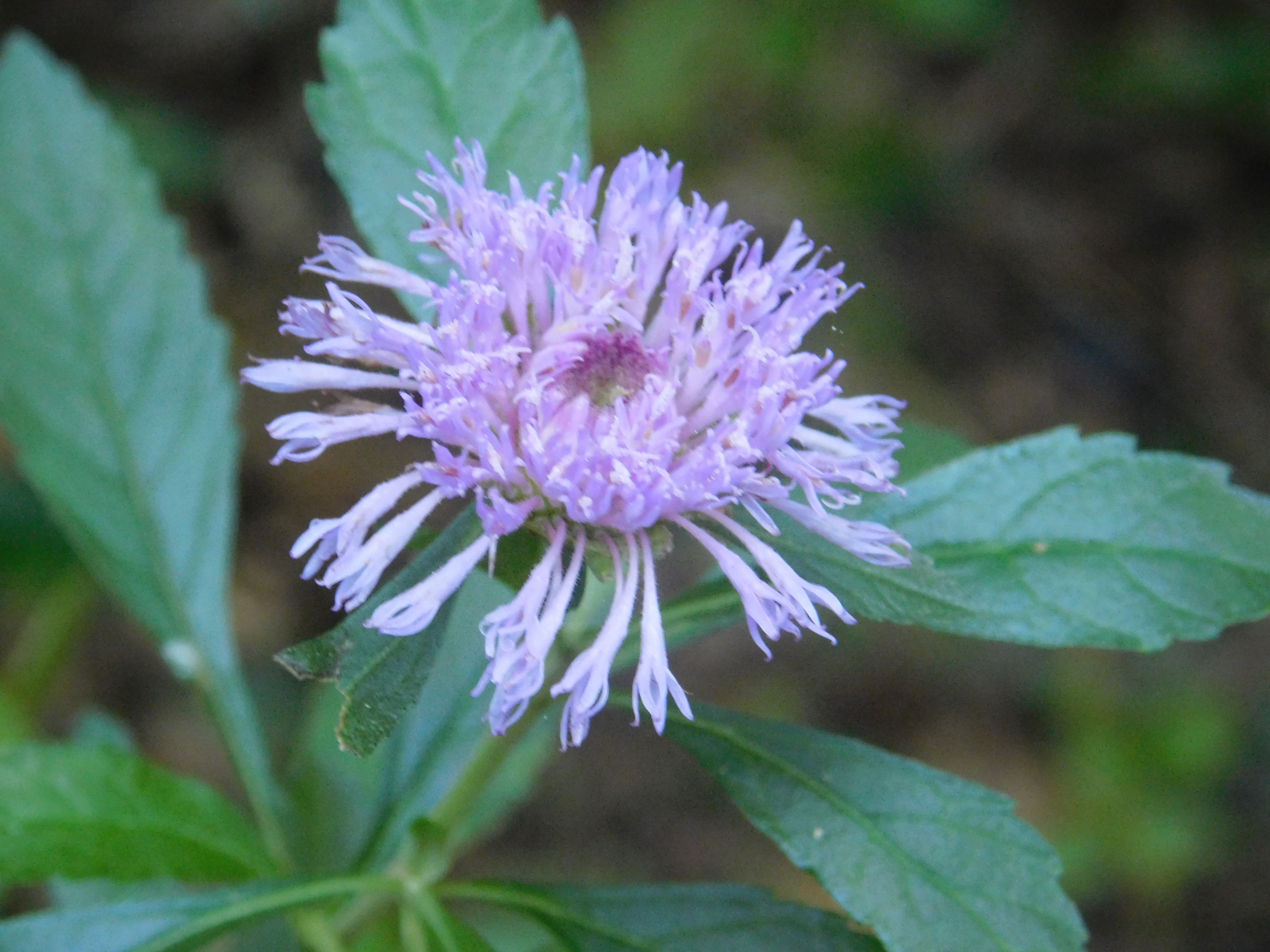 Centratherum punctatum - KnowYourWeeds