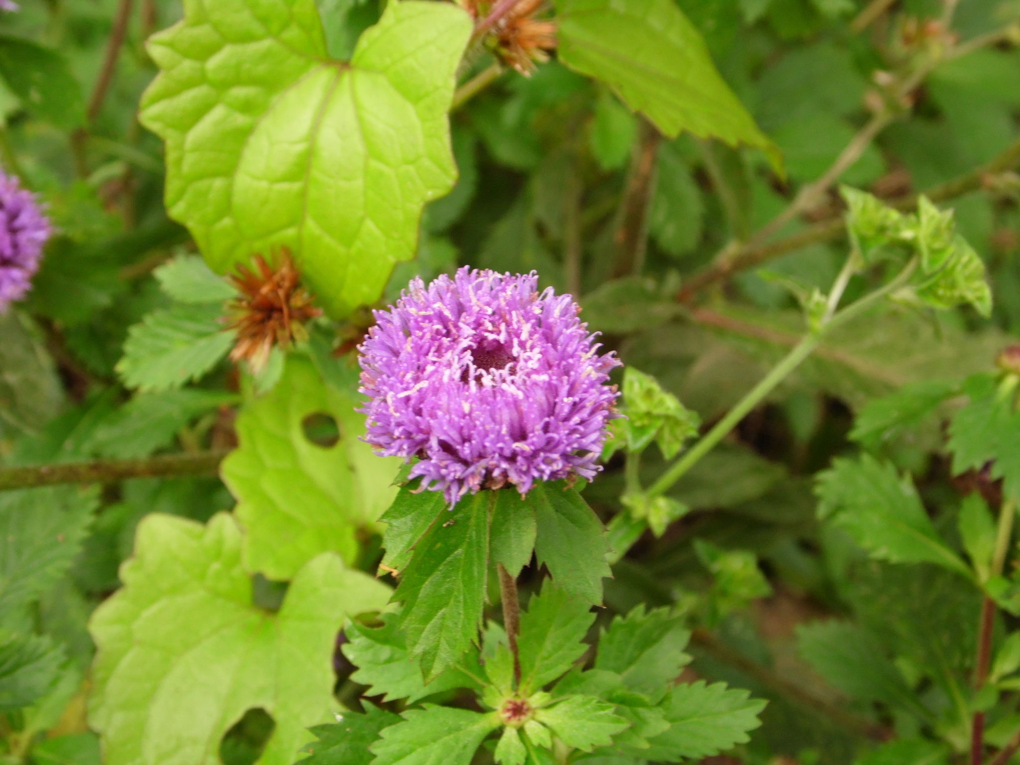 Centratherum punctatum - KnowYourWeeds