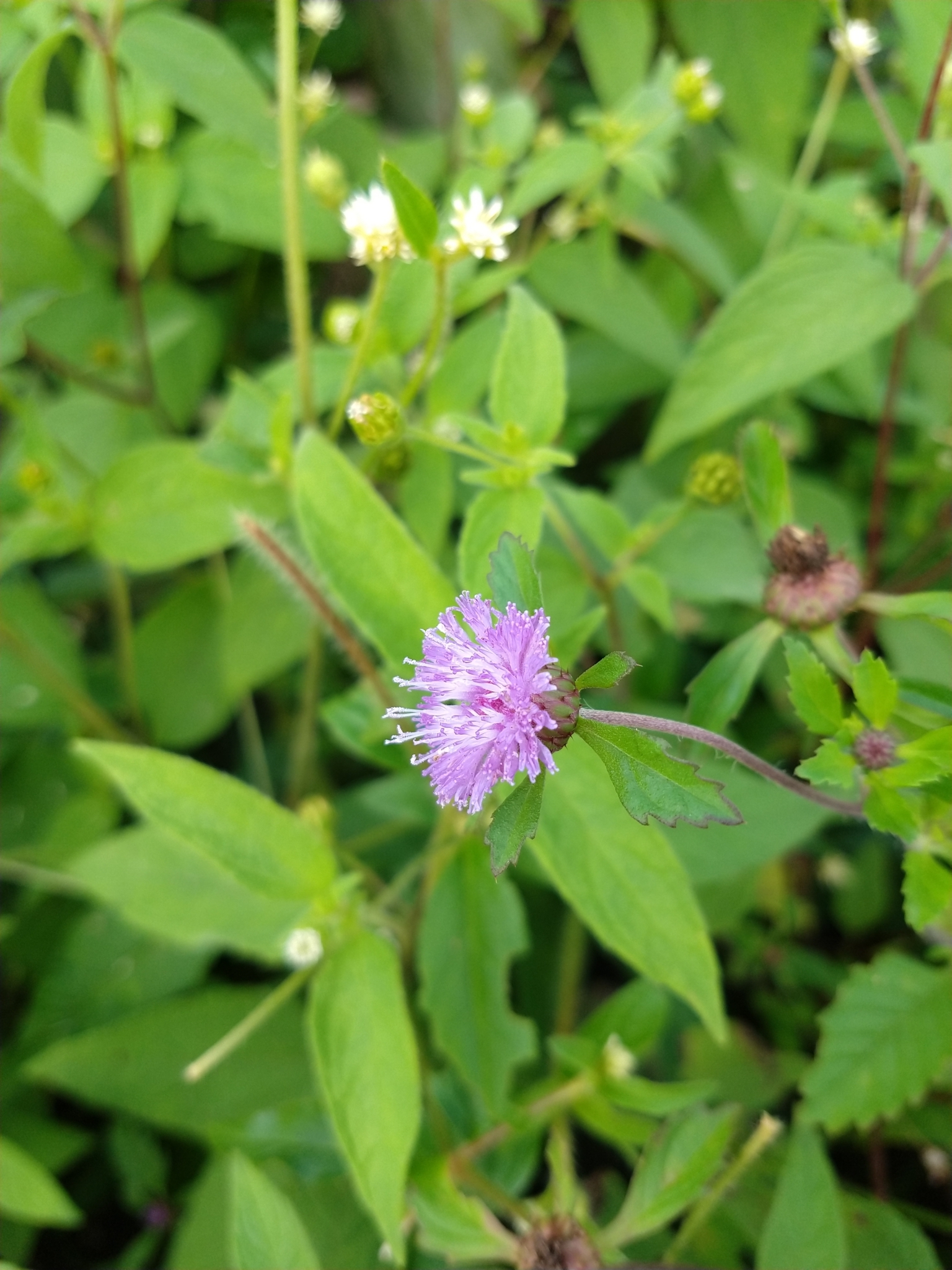 Centratherum punctatum - KnowYourWeeds