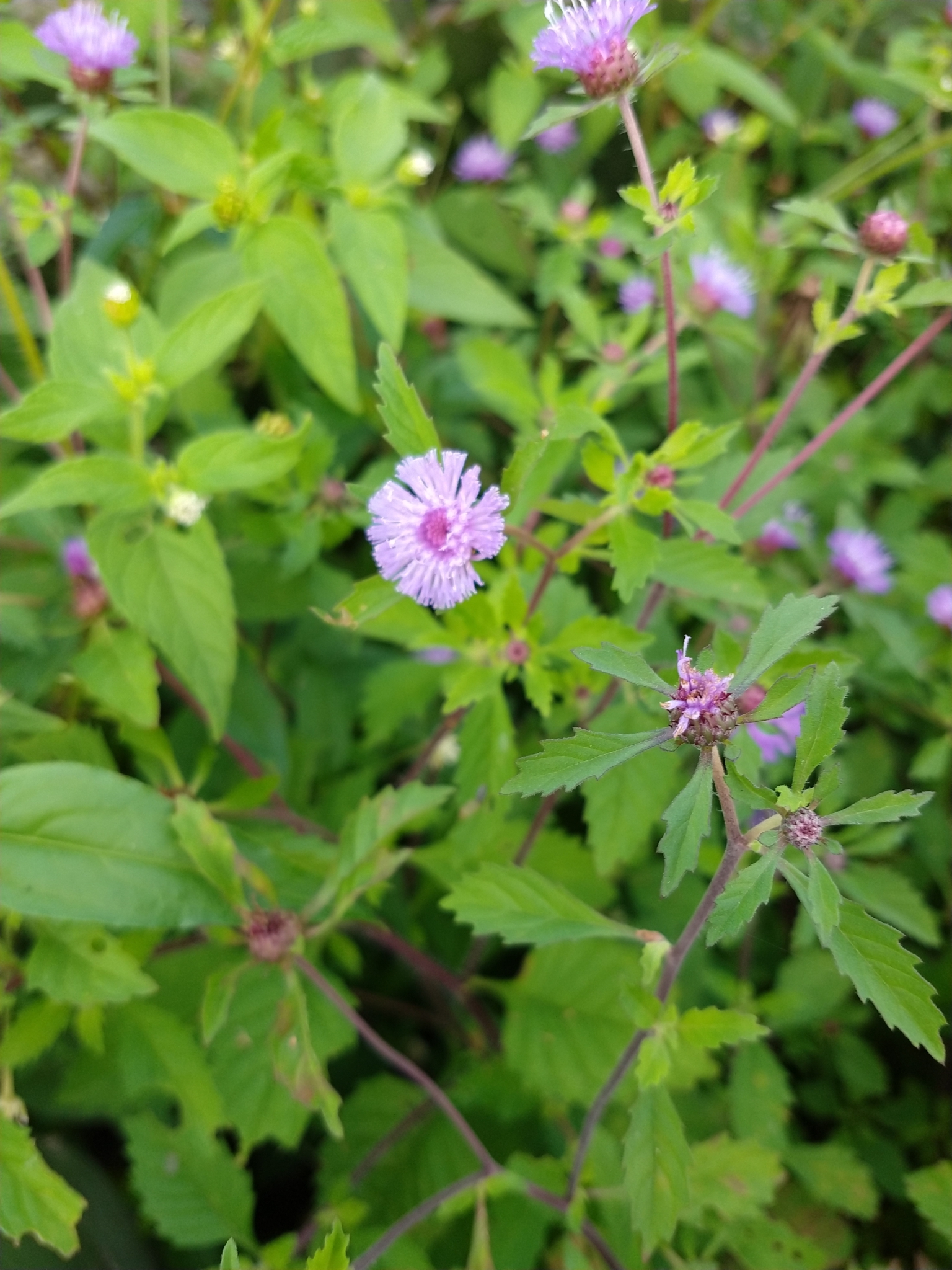 Centratherum punctatum - KnowYourWeeds