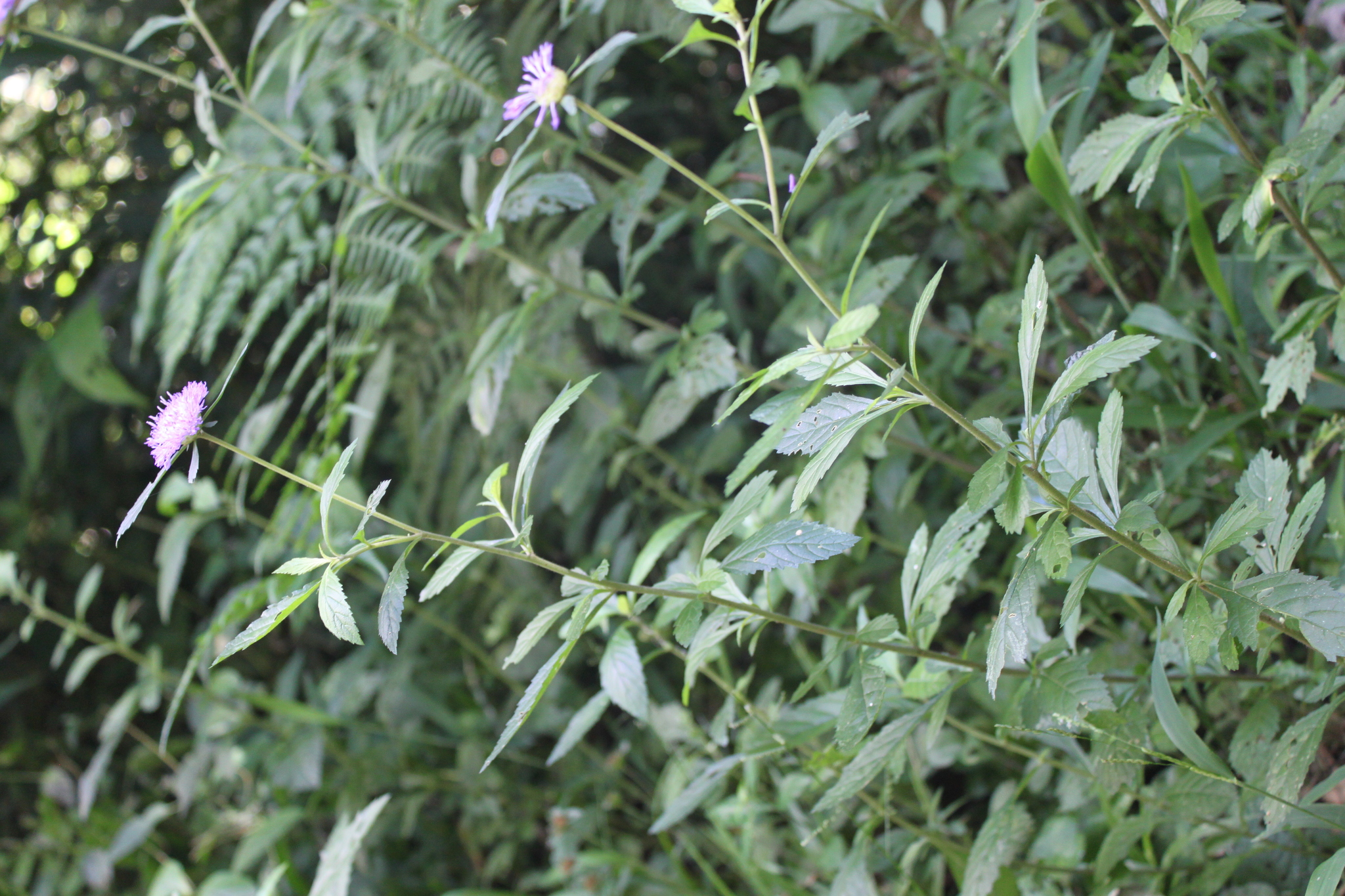 Centratherum punctatum - KnowYourWeeds