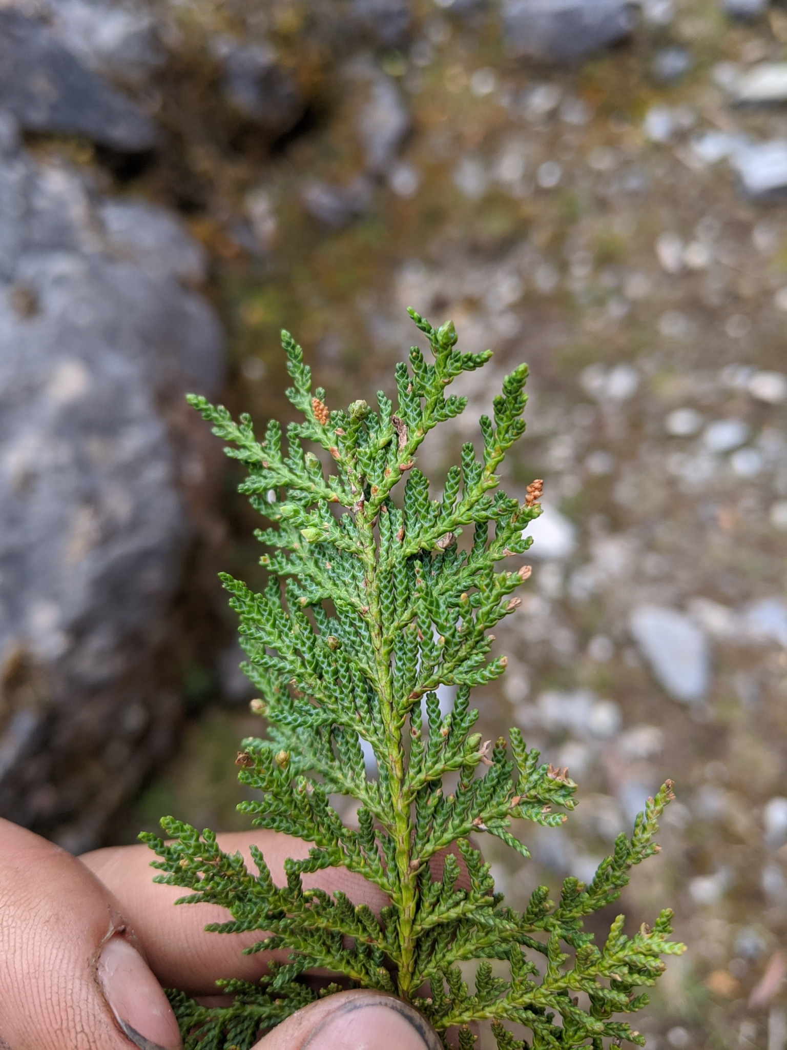 Chamaecyparis formosensis - KnowYourWeeds