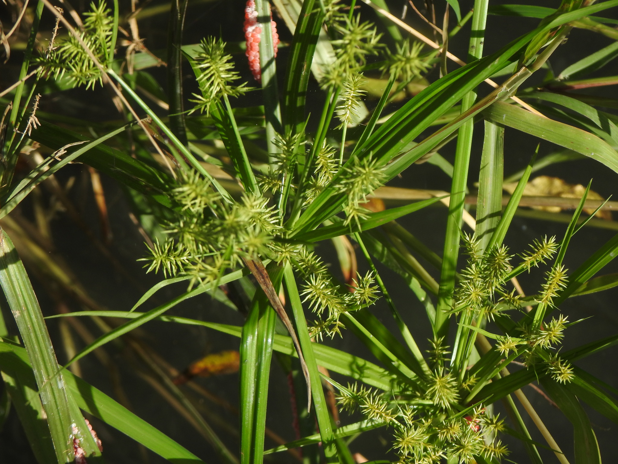 Cyperus odoratus - KnowYourWeeds