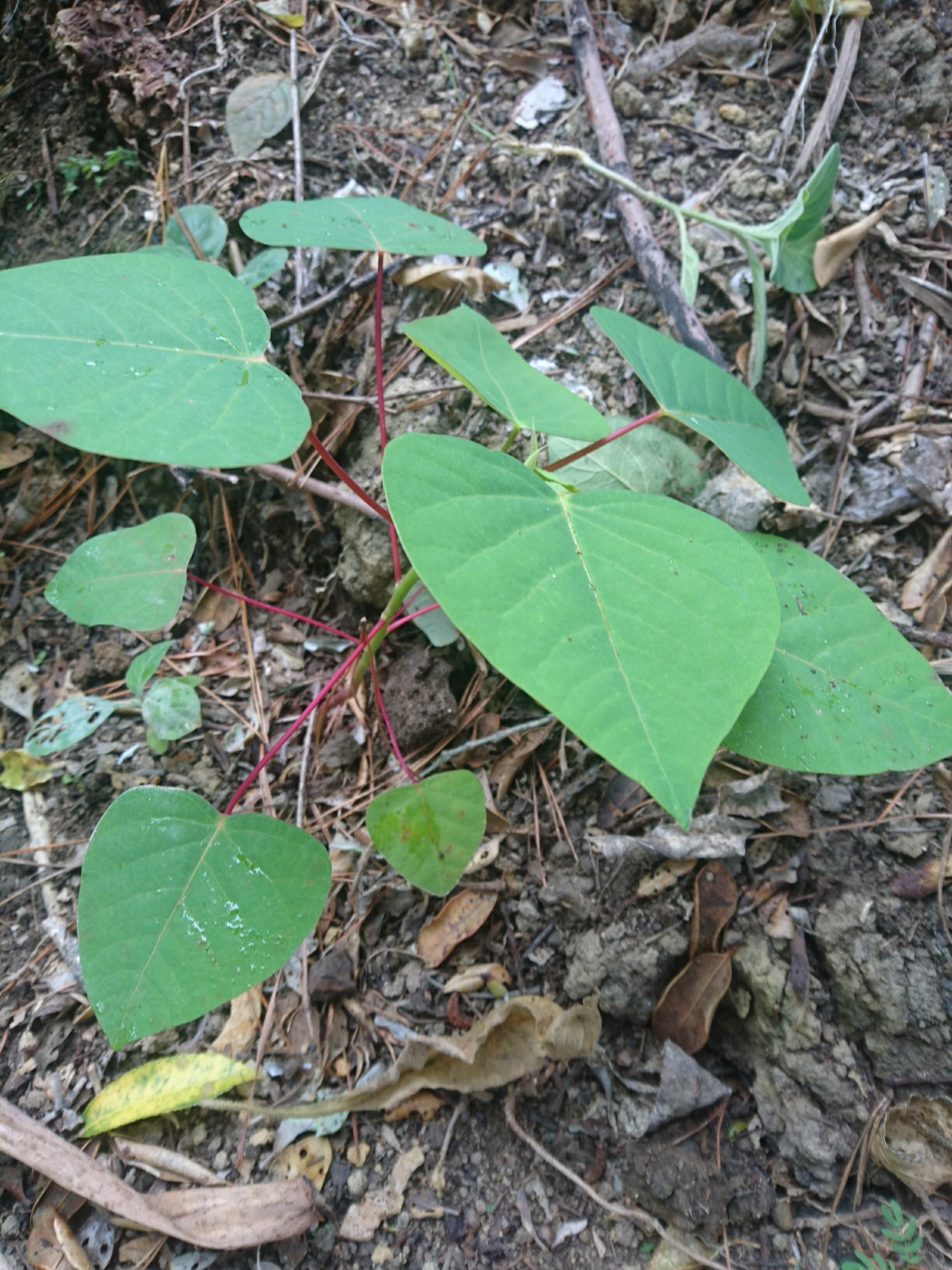Homalanthus populifolius - KnowYourWeeds