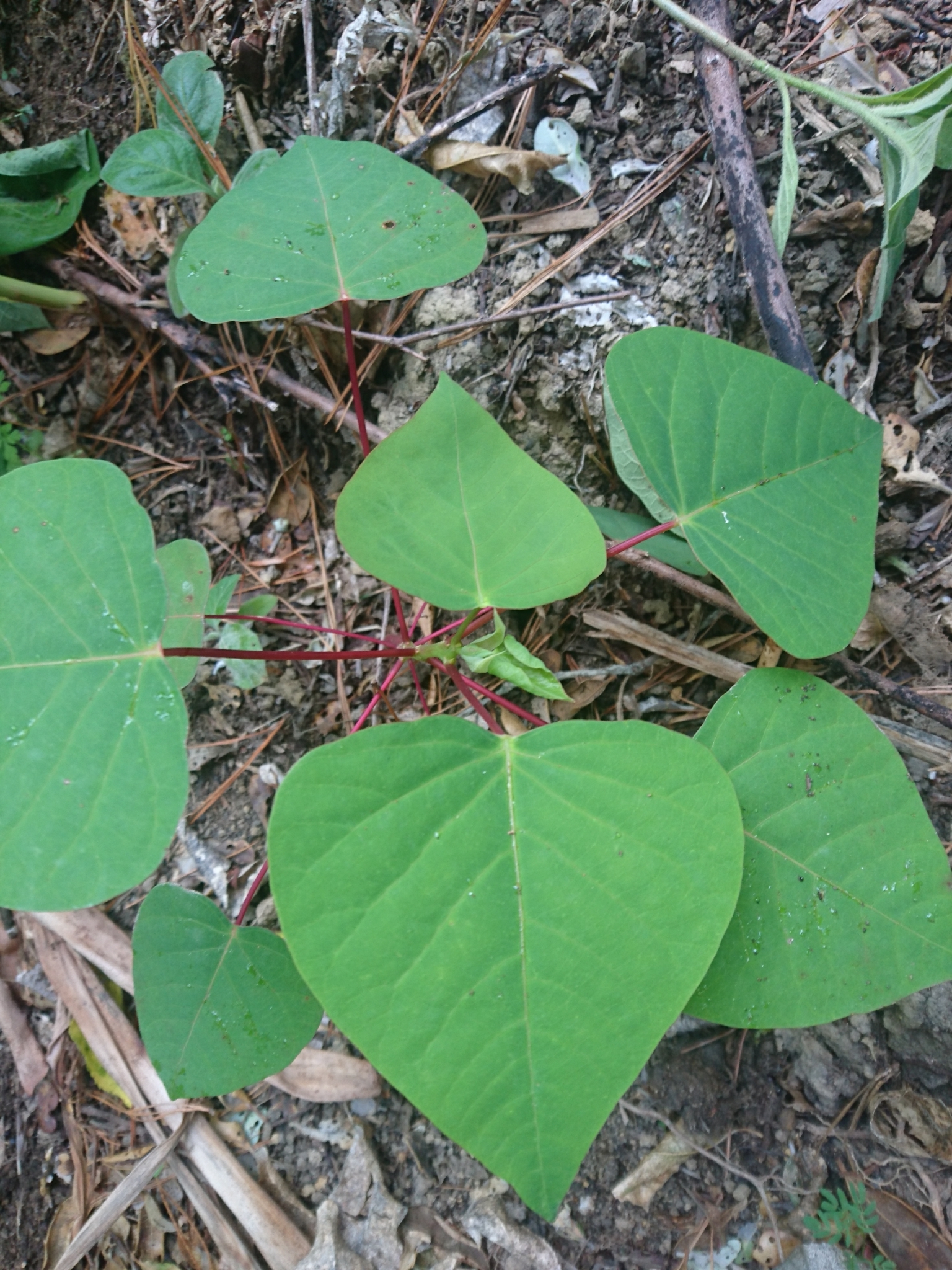 Homalanthus populifolius - KnowYourWeeds
