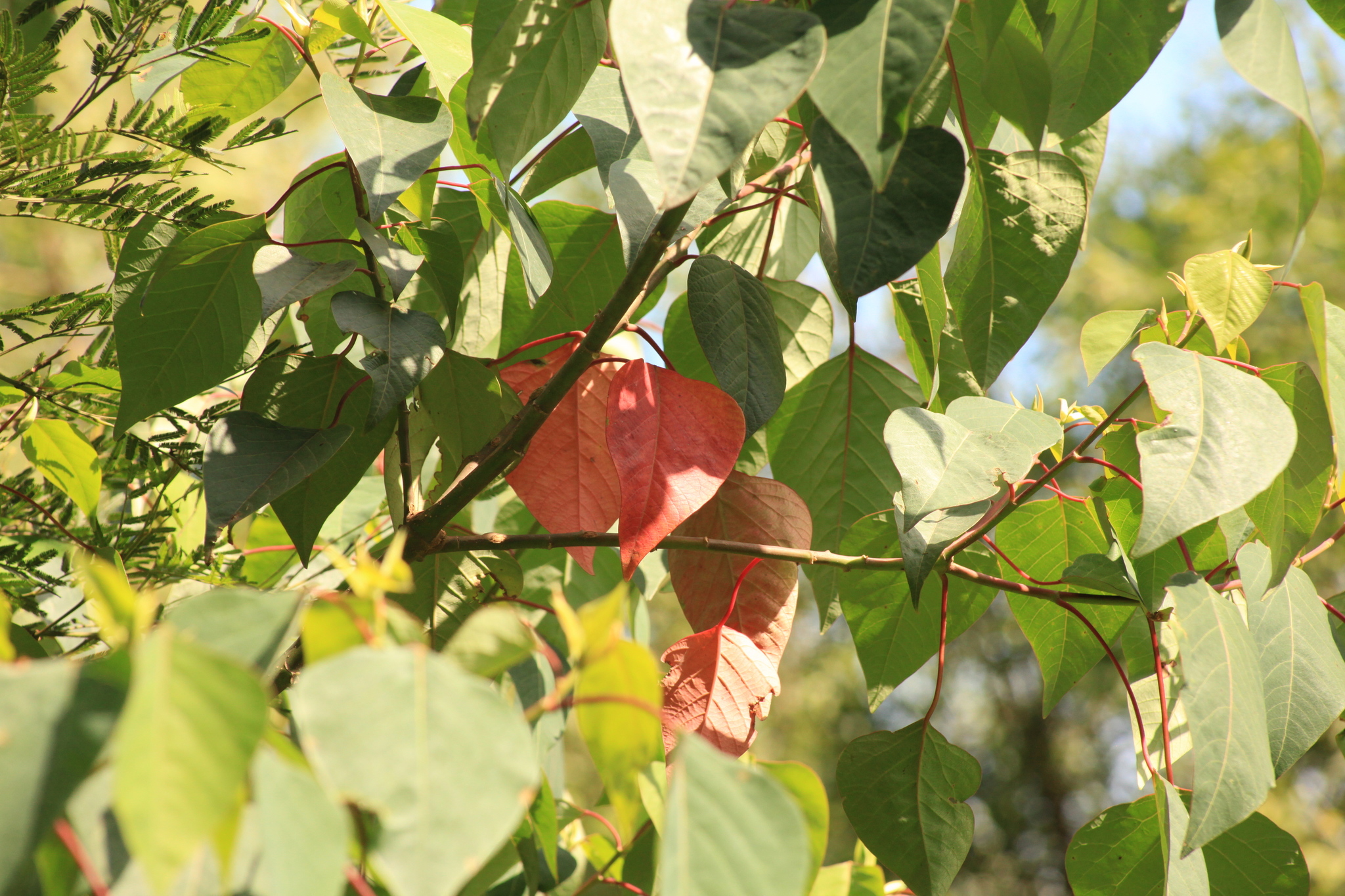 Homalanthus populifolius - KnowYourWeeds