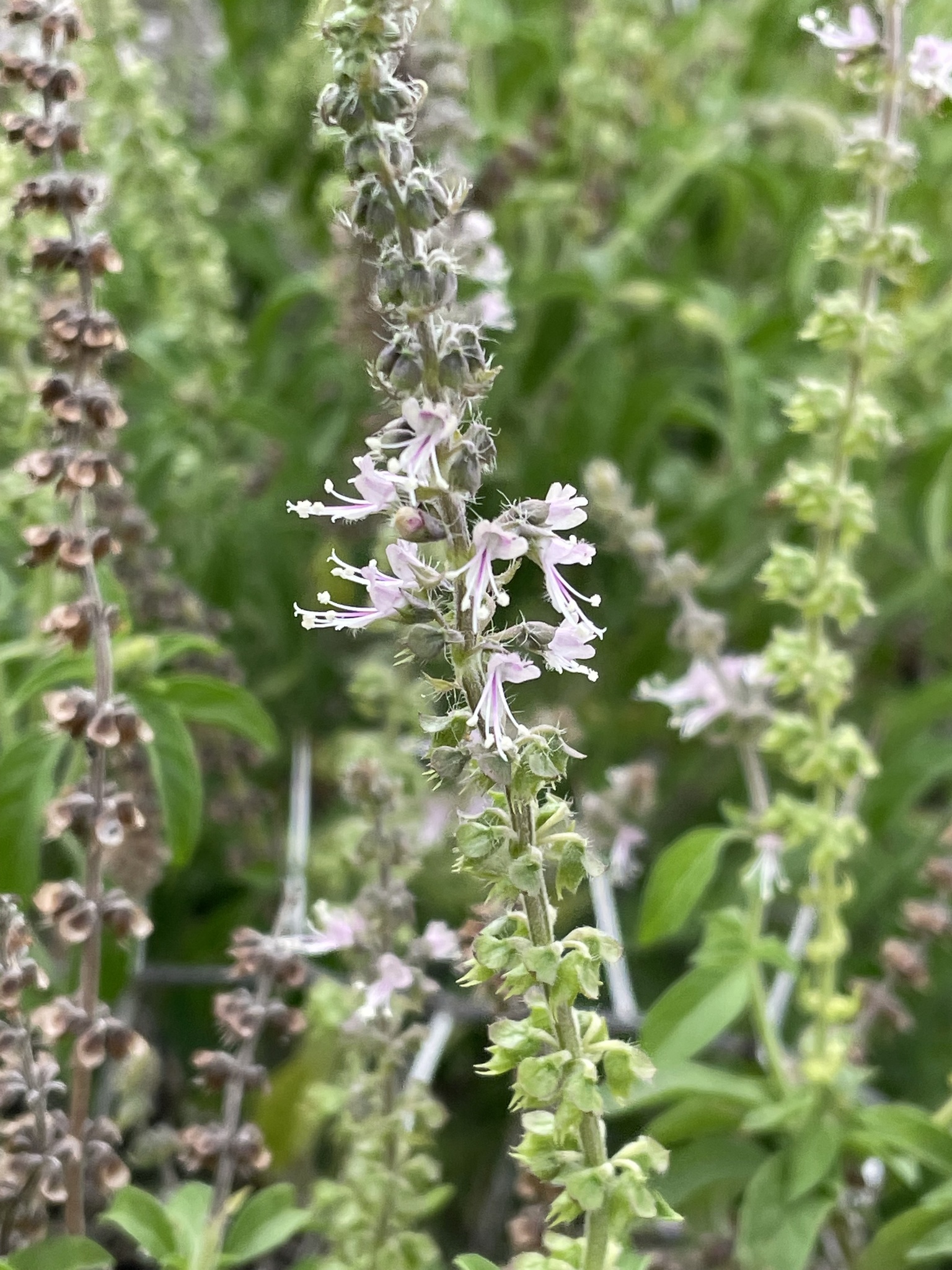 Ocimum americanum - KnowYourWeeds
