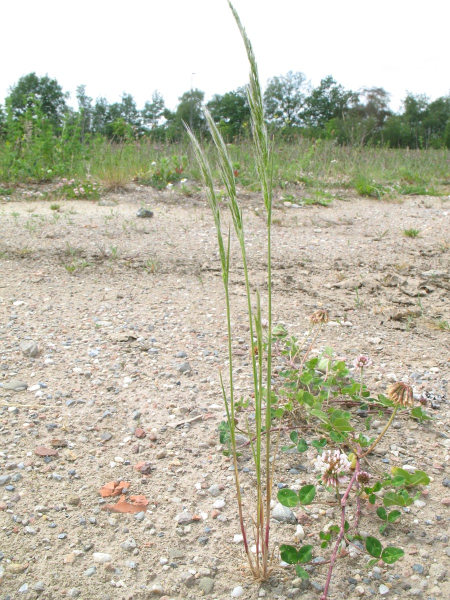 Apera spica-venti - KnowYourWeeds
