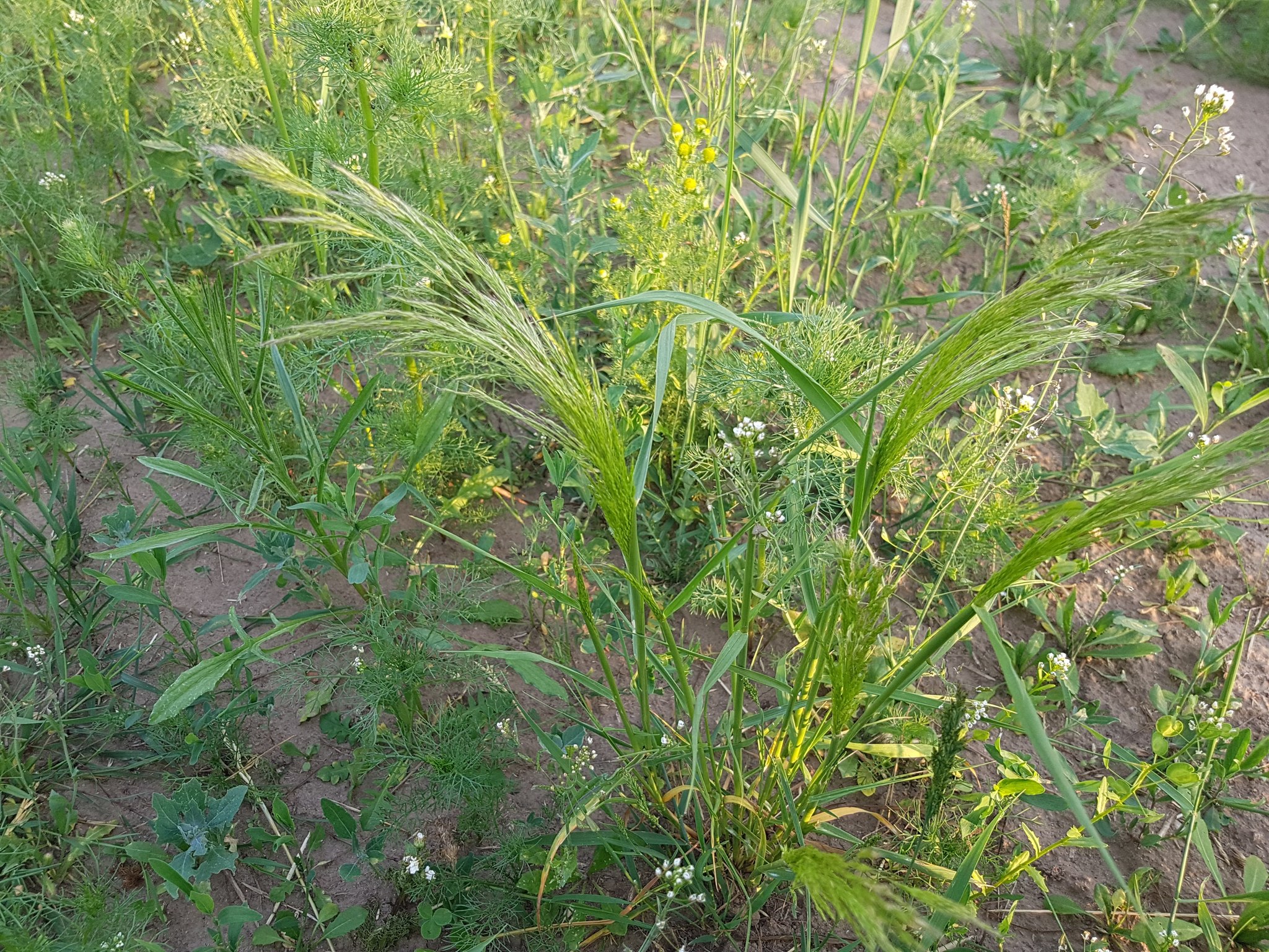 Apera spica-venti - KnowYourWeeds