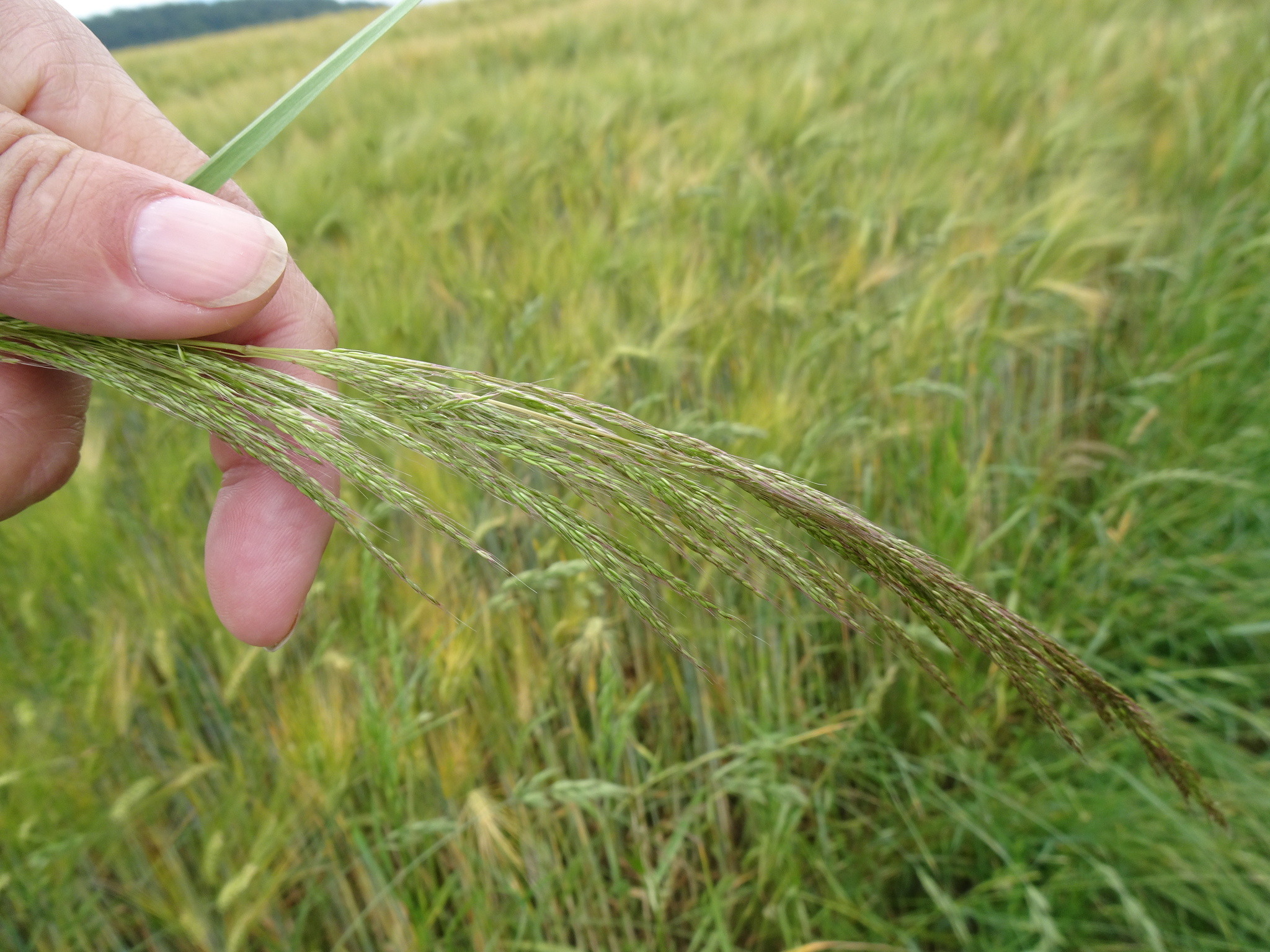 Apera spica-venti - KnowYourWeeds