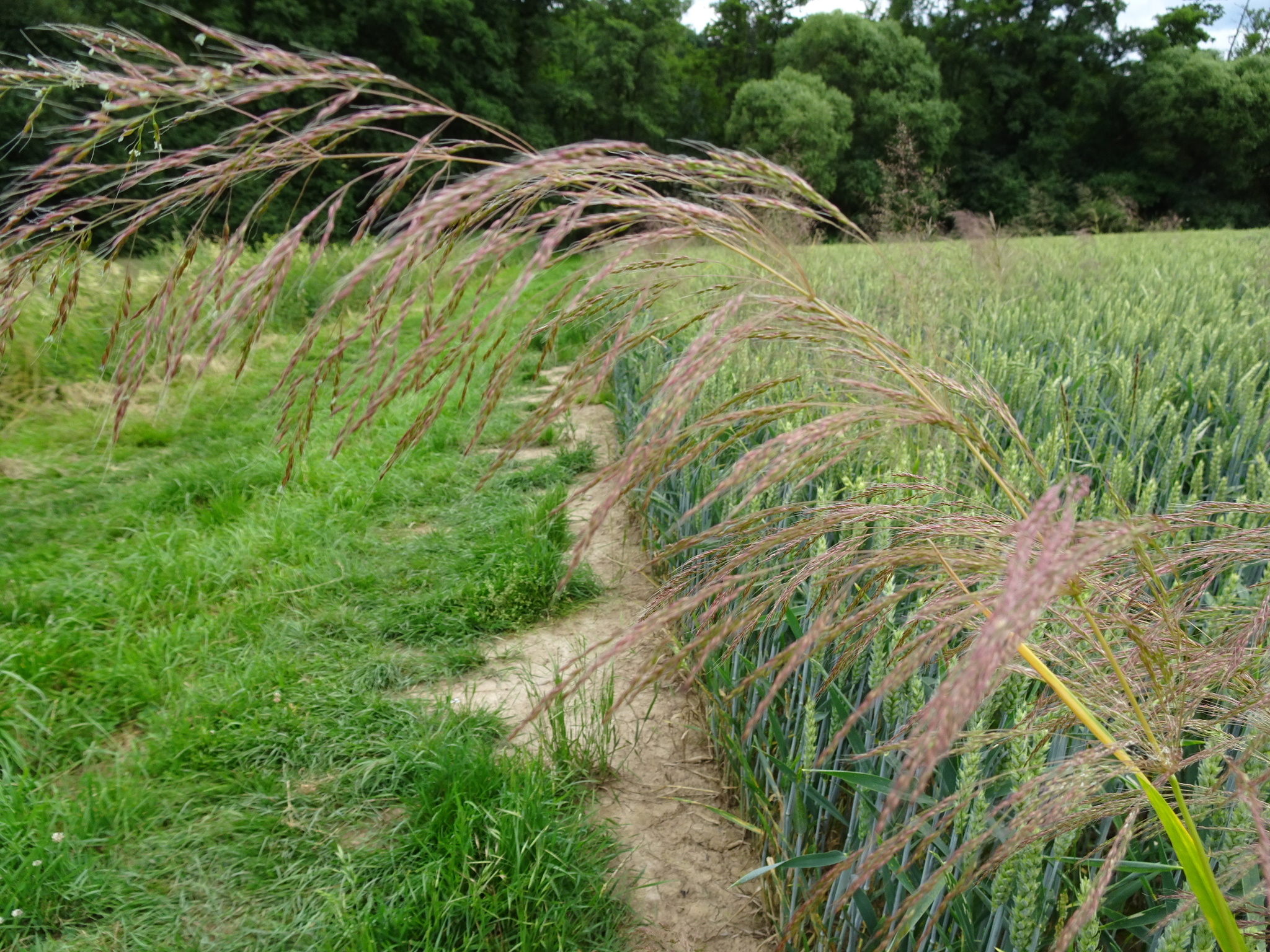 Apera spica-venti - KnowYourWeeds