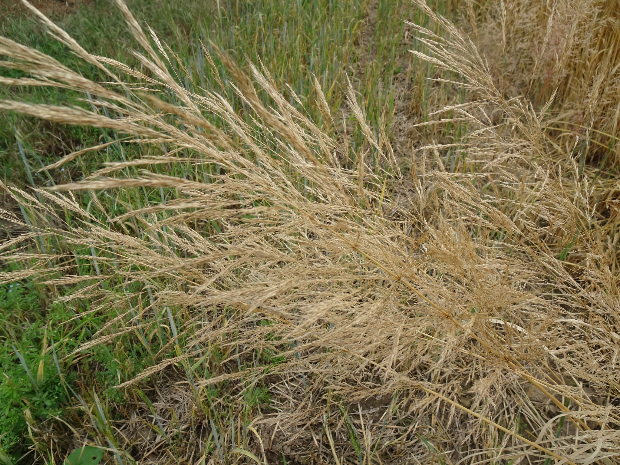 Apera spica-venti - KnowYourWeeds