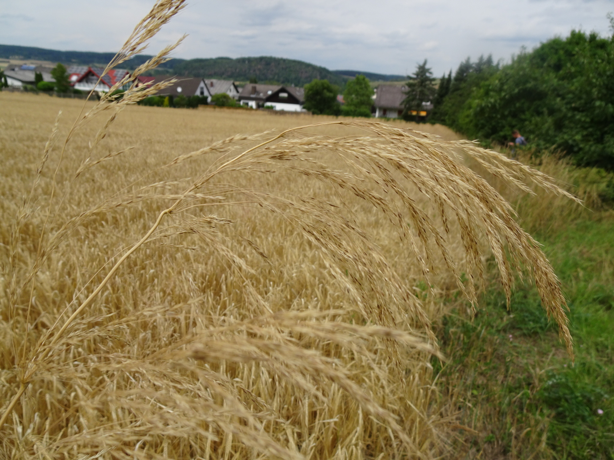 Apera spica-venti - KnowYourWeeds