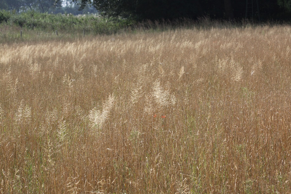 Apera spica-venti - KnowYourWeeds