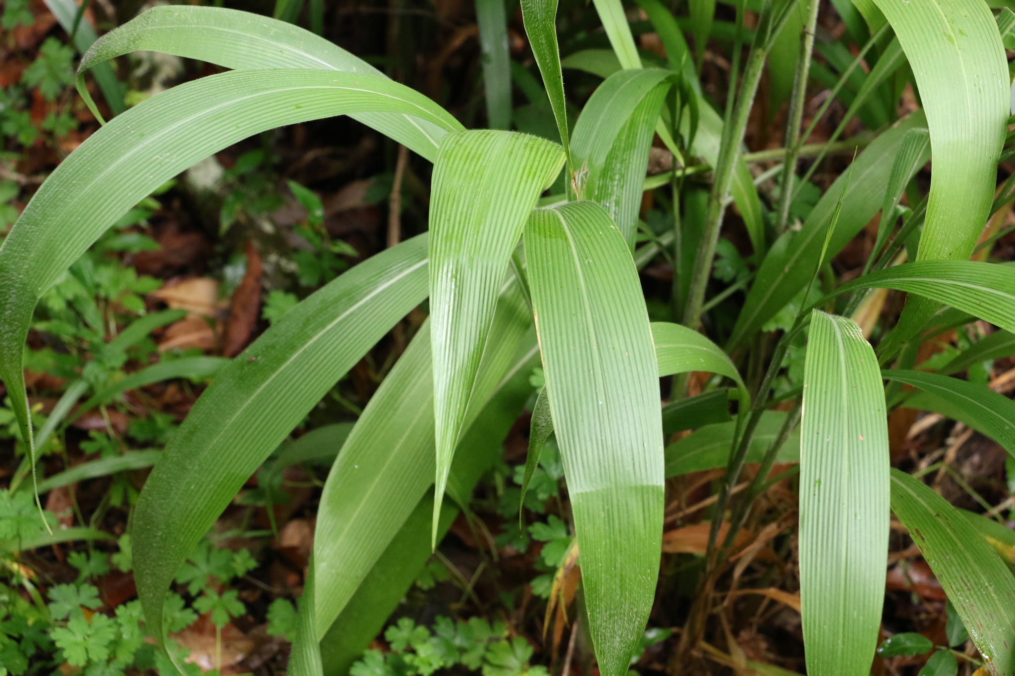 Setaria palmifolia - KnowYourWeeds