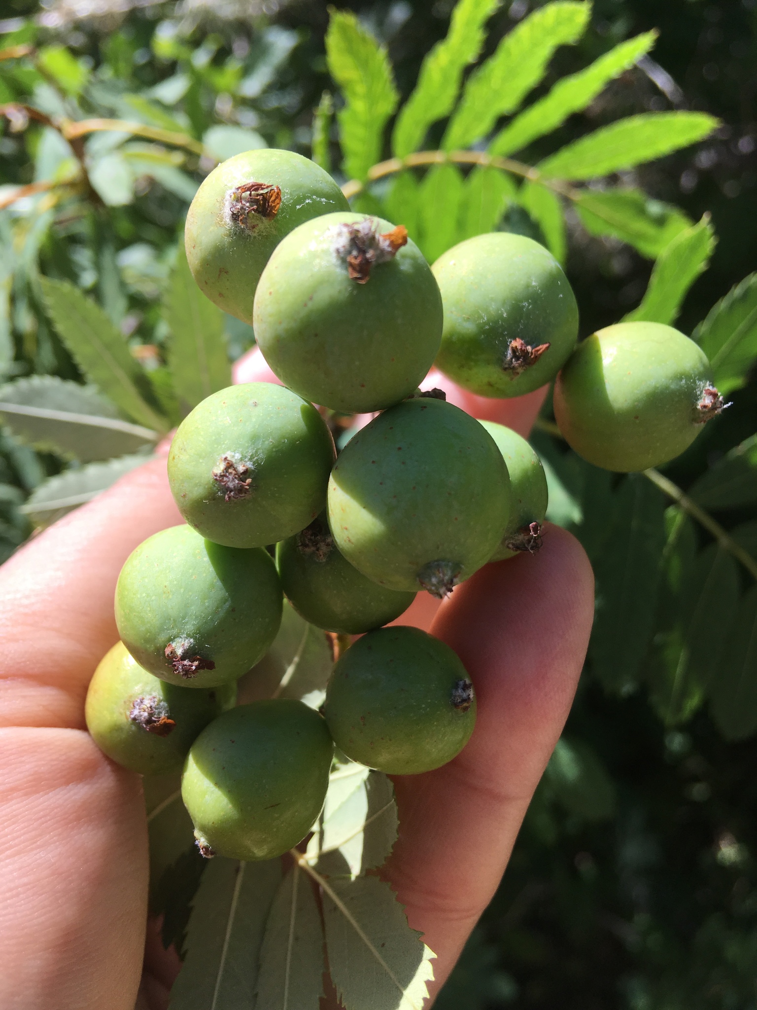 Sorbus domestica - KnowYourWeeds