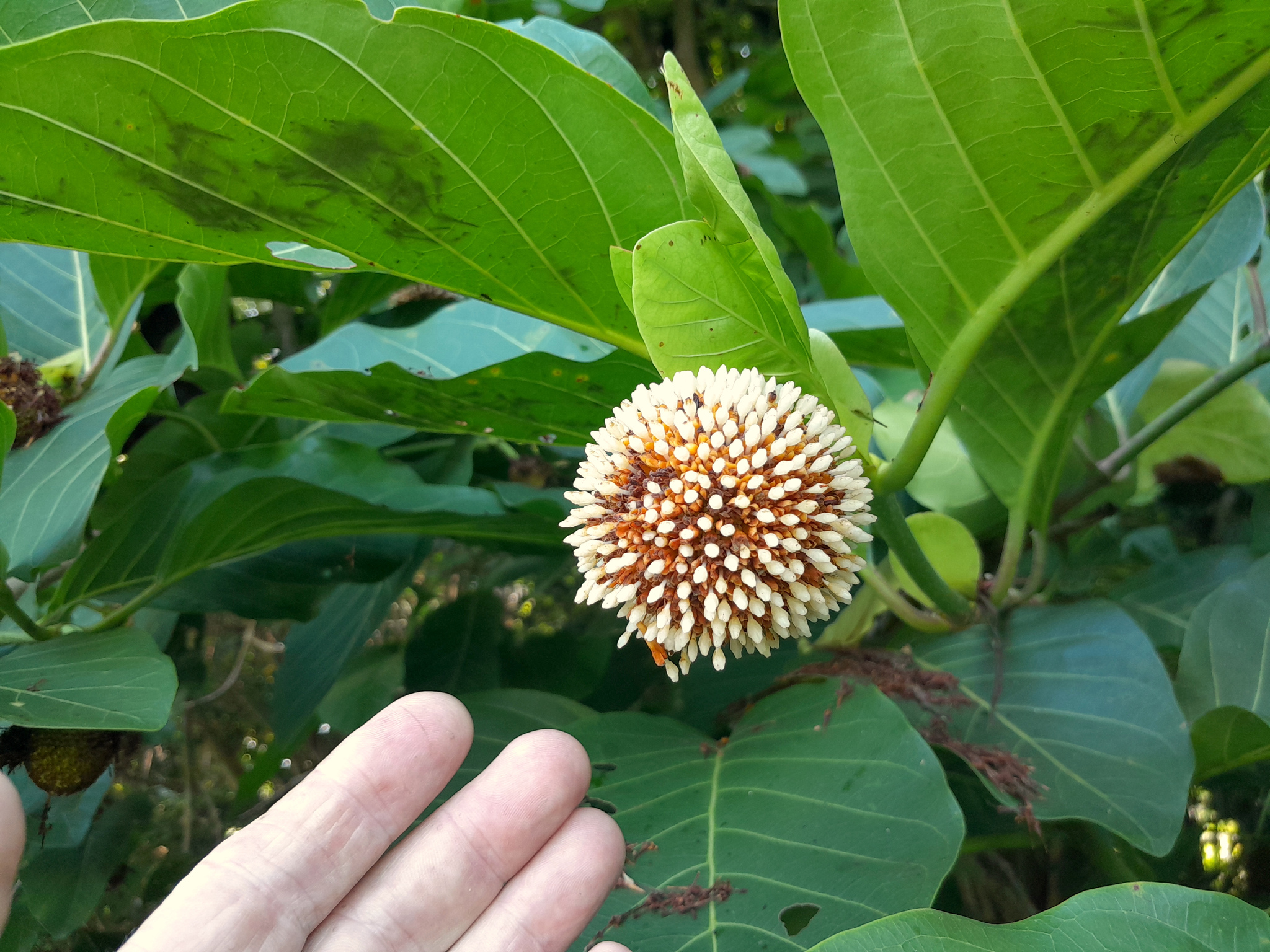 Nauclea orientalis - KnowYourWeeds