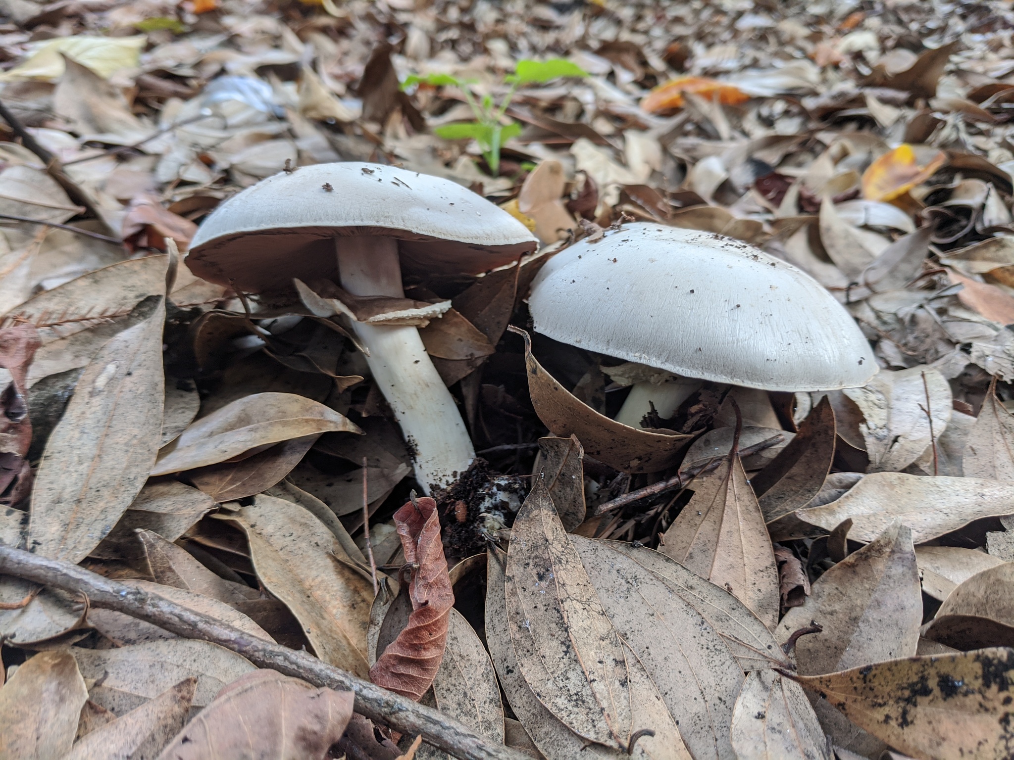 Agaricus xanthodermus - KnowYourWeeds