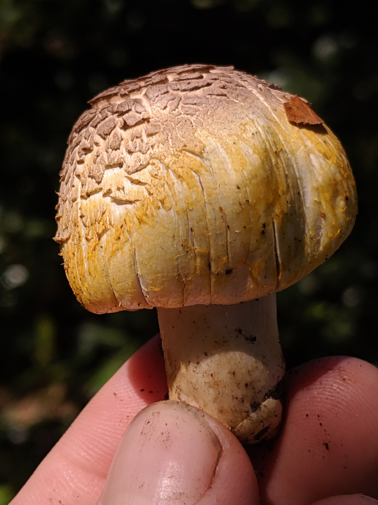 Agaricus xanthodermus - KnowYourWeeds
