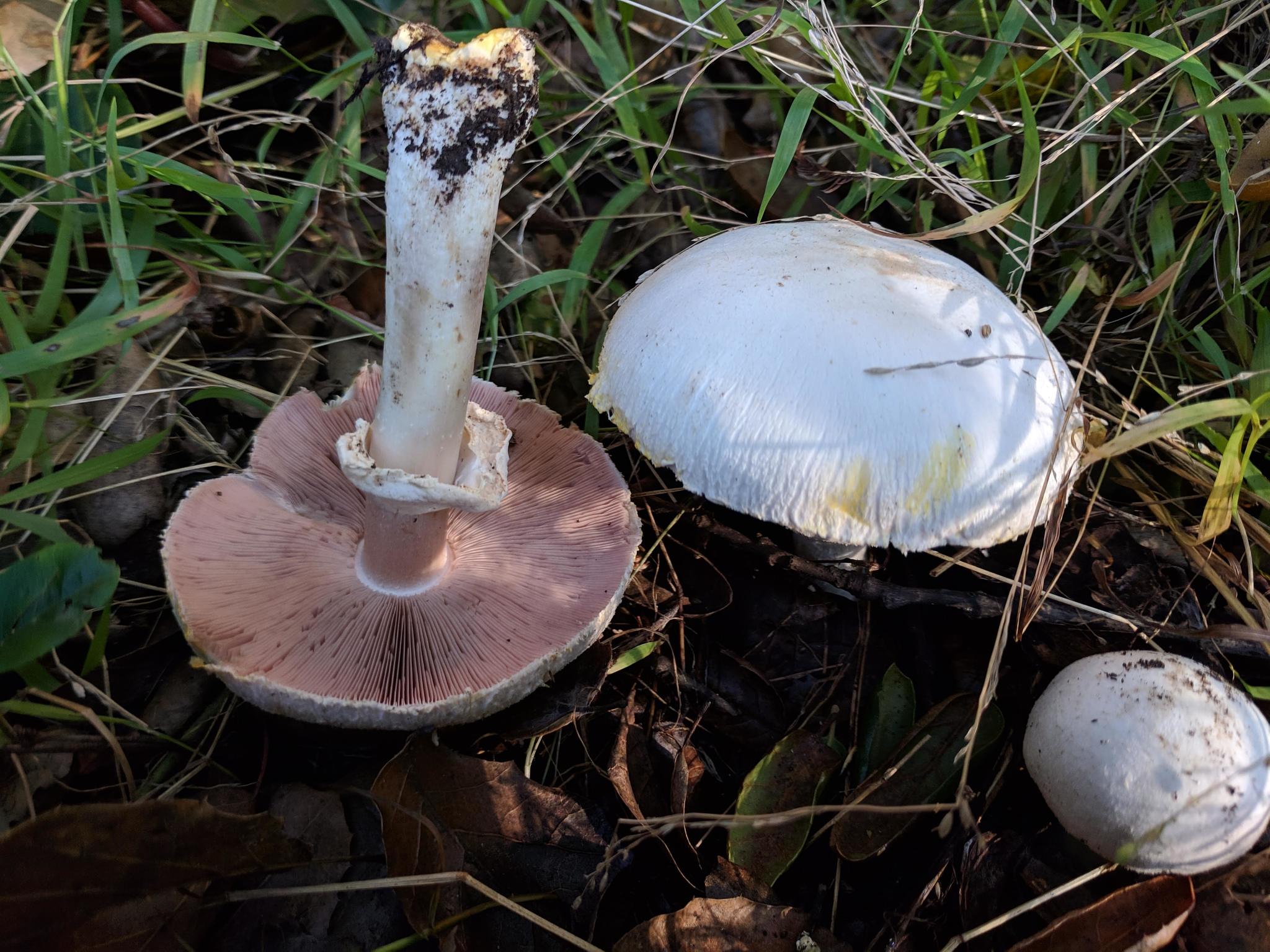 Agaricus xanthodermus - KnowYourWeeds