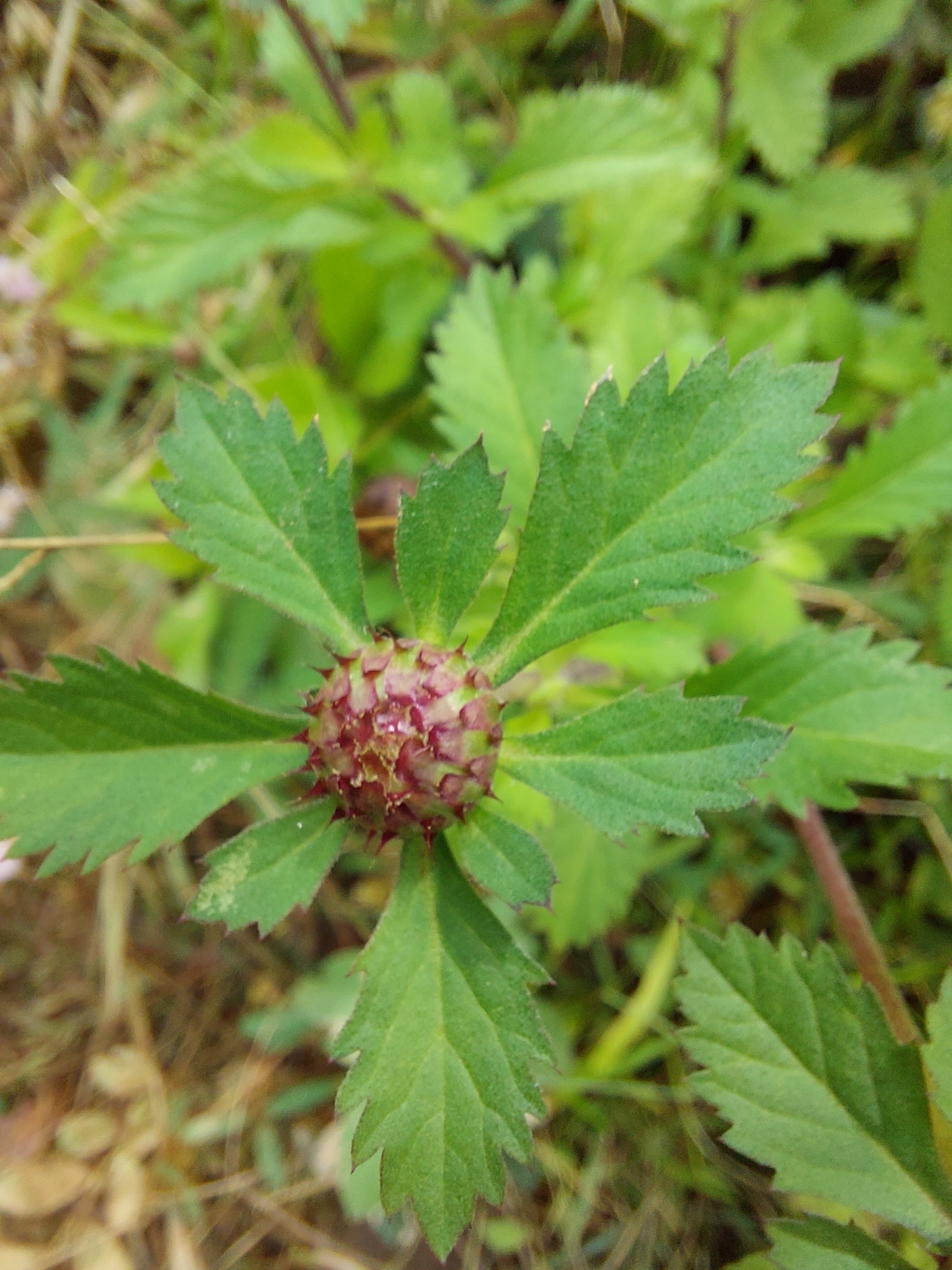 Centratherum punctatum - KnowYourWeeds